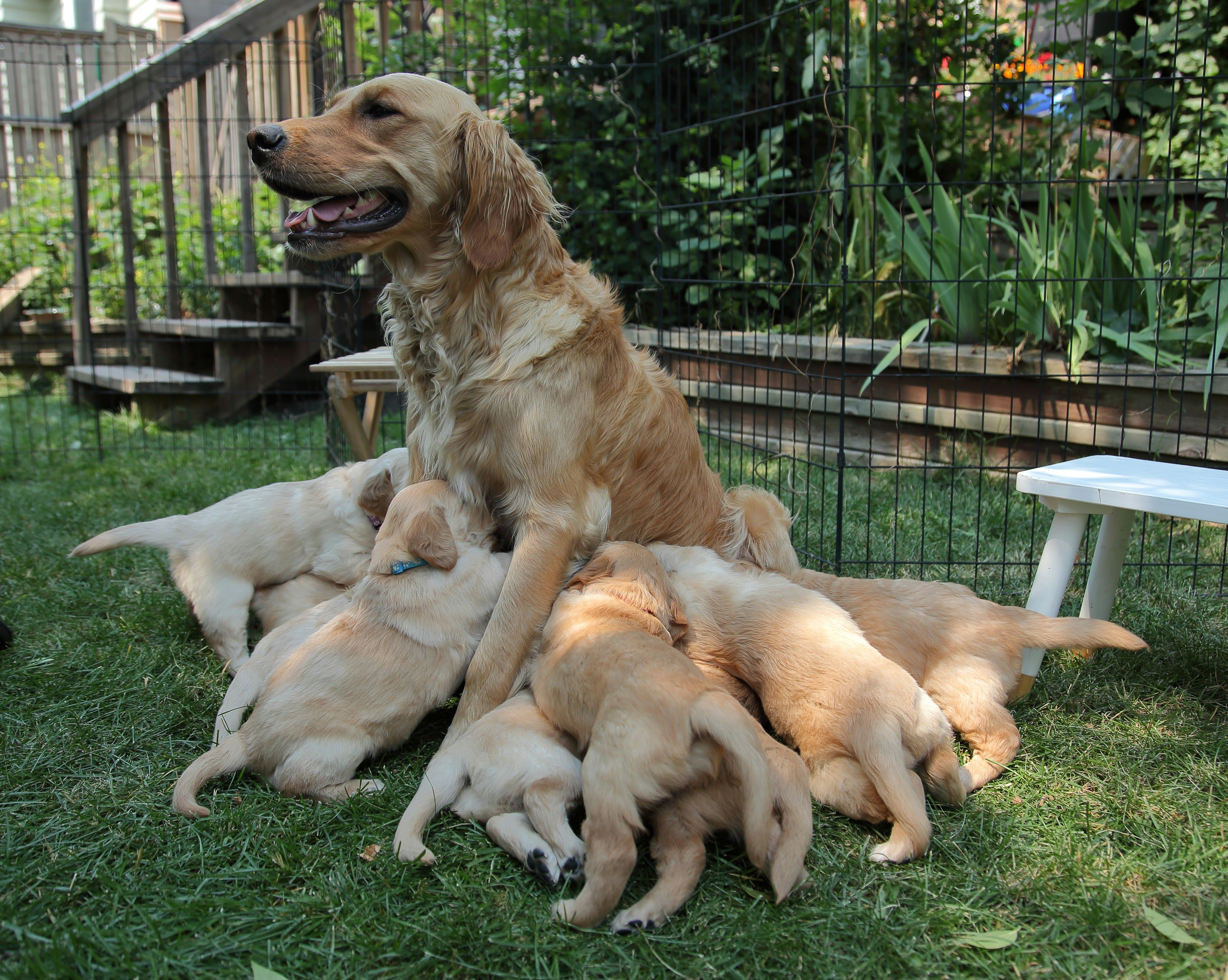 Golden Guardian: Mama and Pup Pack Under the Garden Light