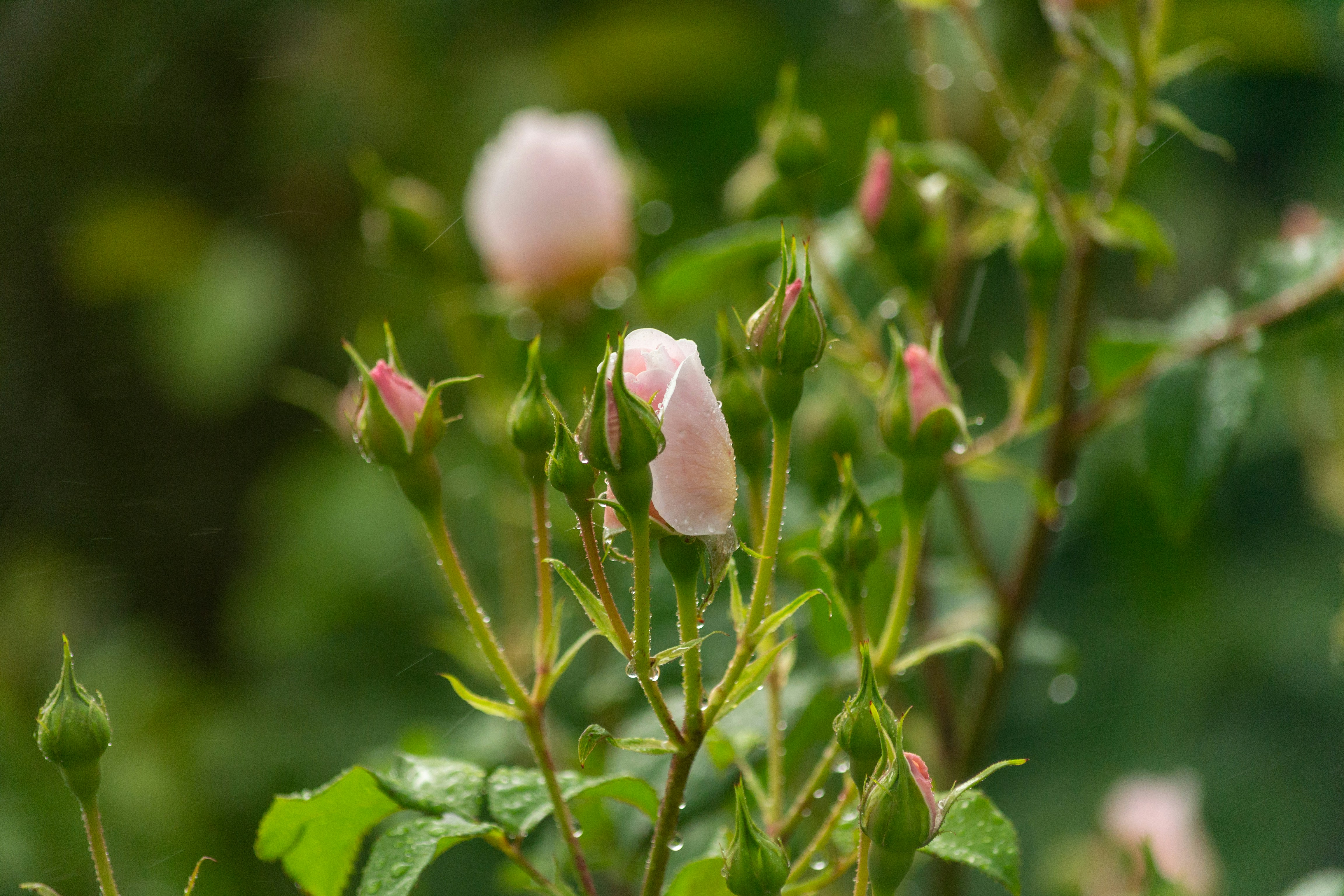 Tender Buds: A Soft Oasis of Pink in a Garden Morning
