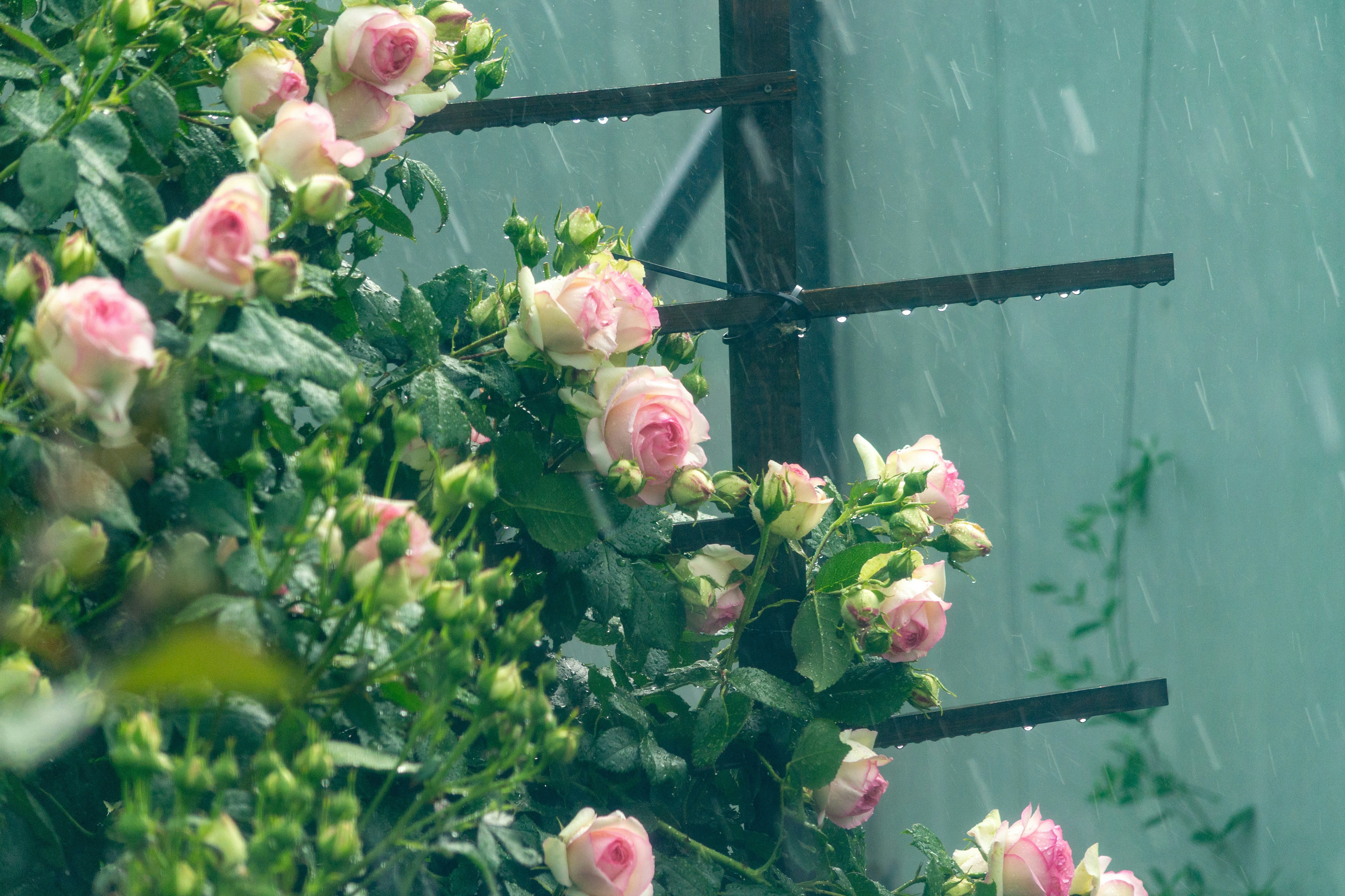 Soft Pink Roses in Rain: Climbing Blooms Against a Wet Backdrop