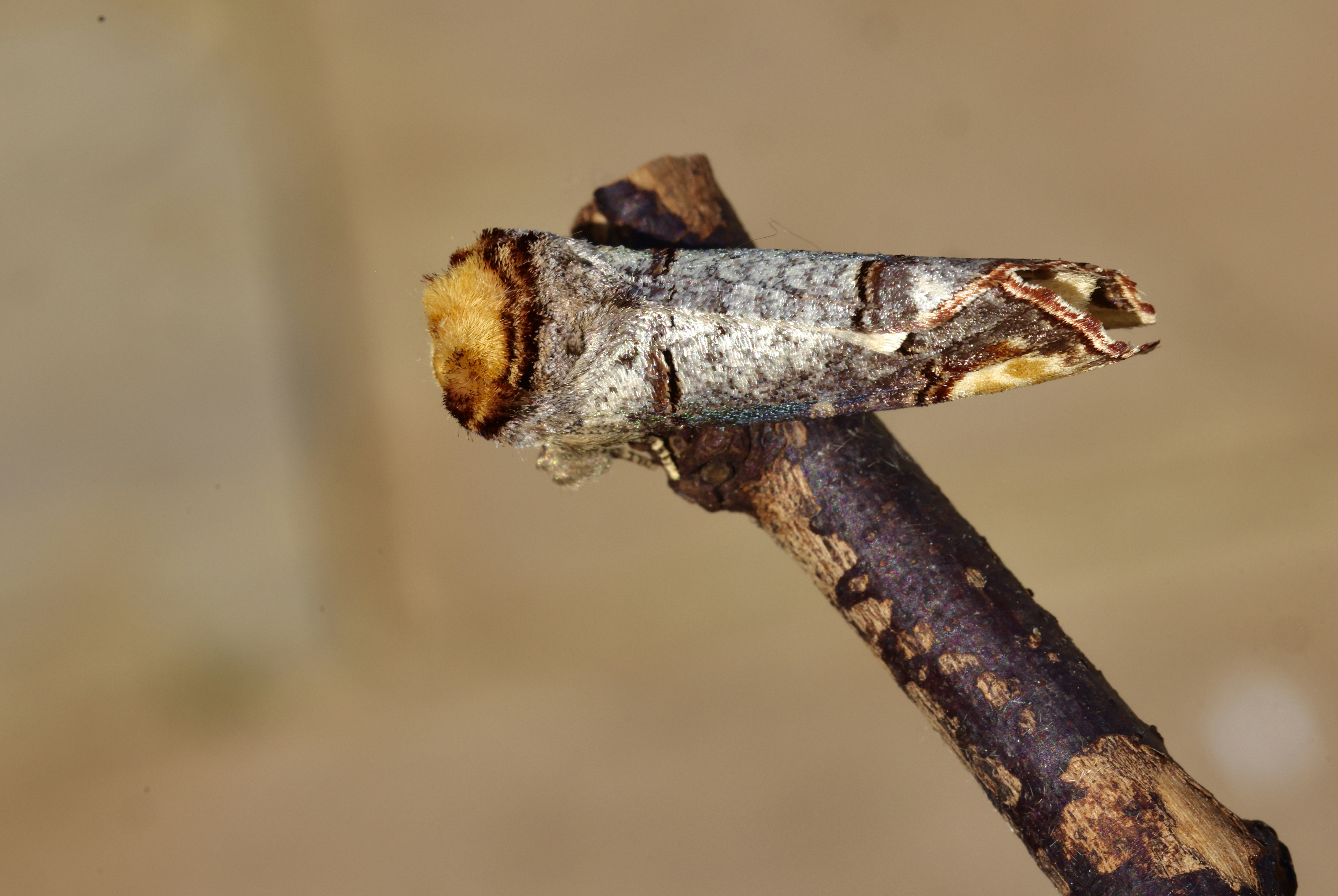 A Tiny Twig Dragon: Bark, Burnished in Focus