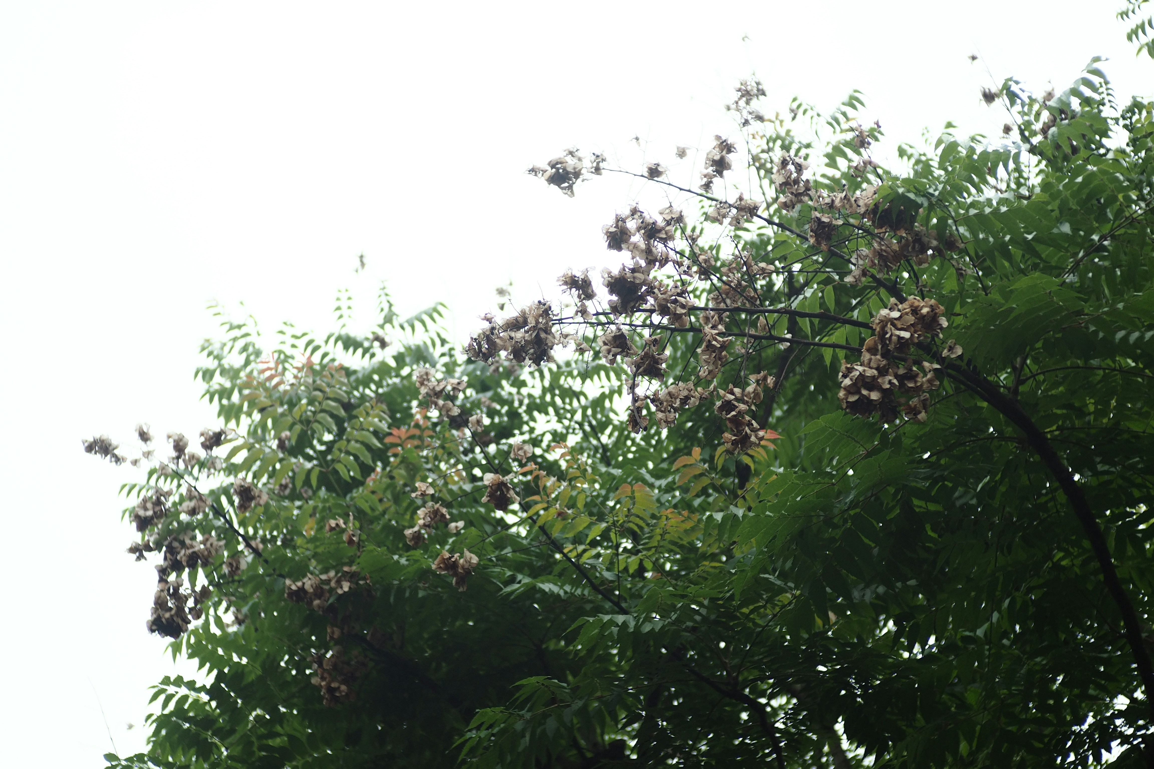 Blooming Canopy: Flowers Framing the Sunlit Foliage
