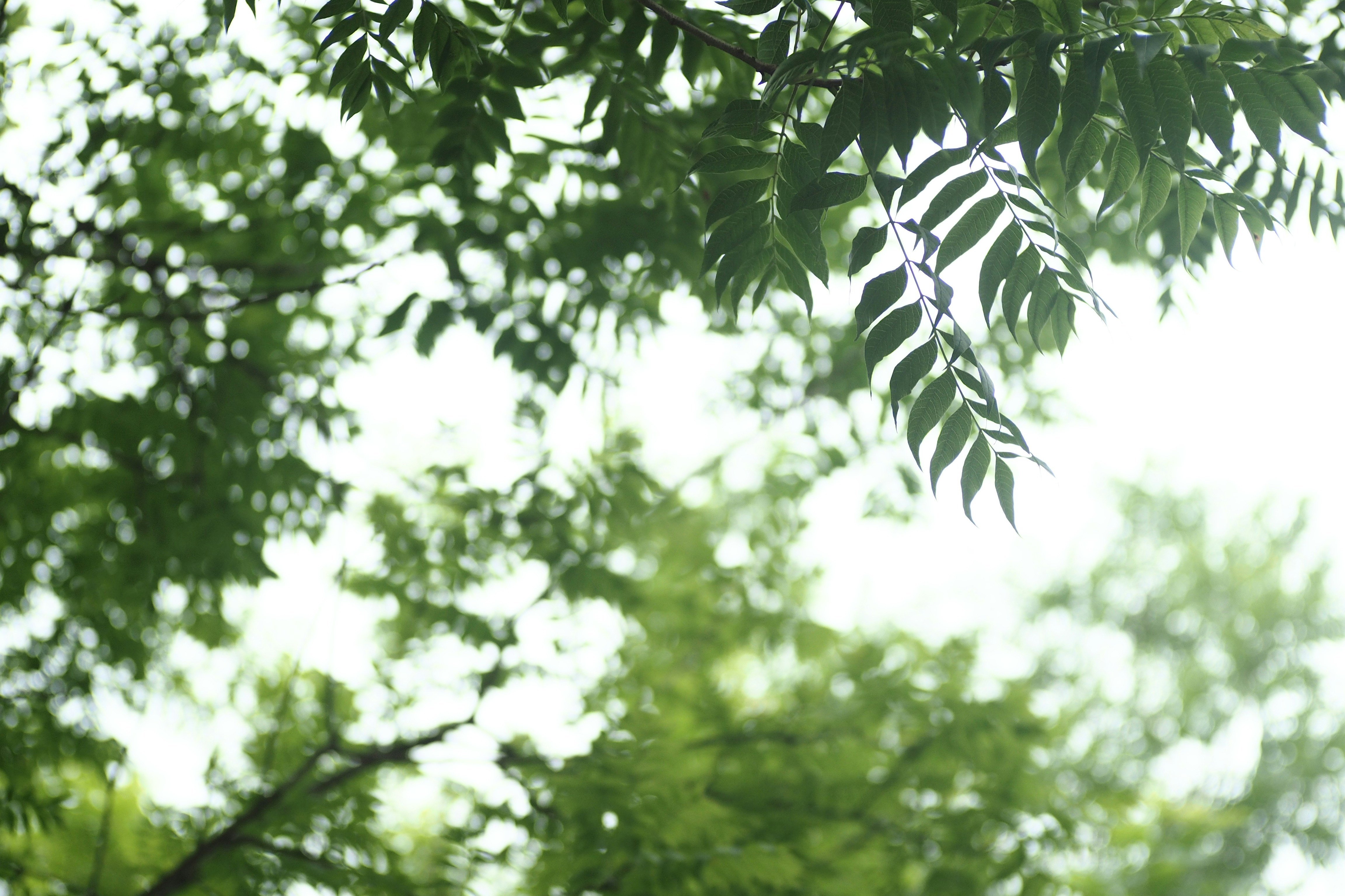 Sunlit Foliage in a Quiet Canopy