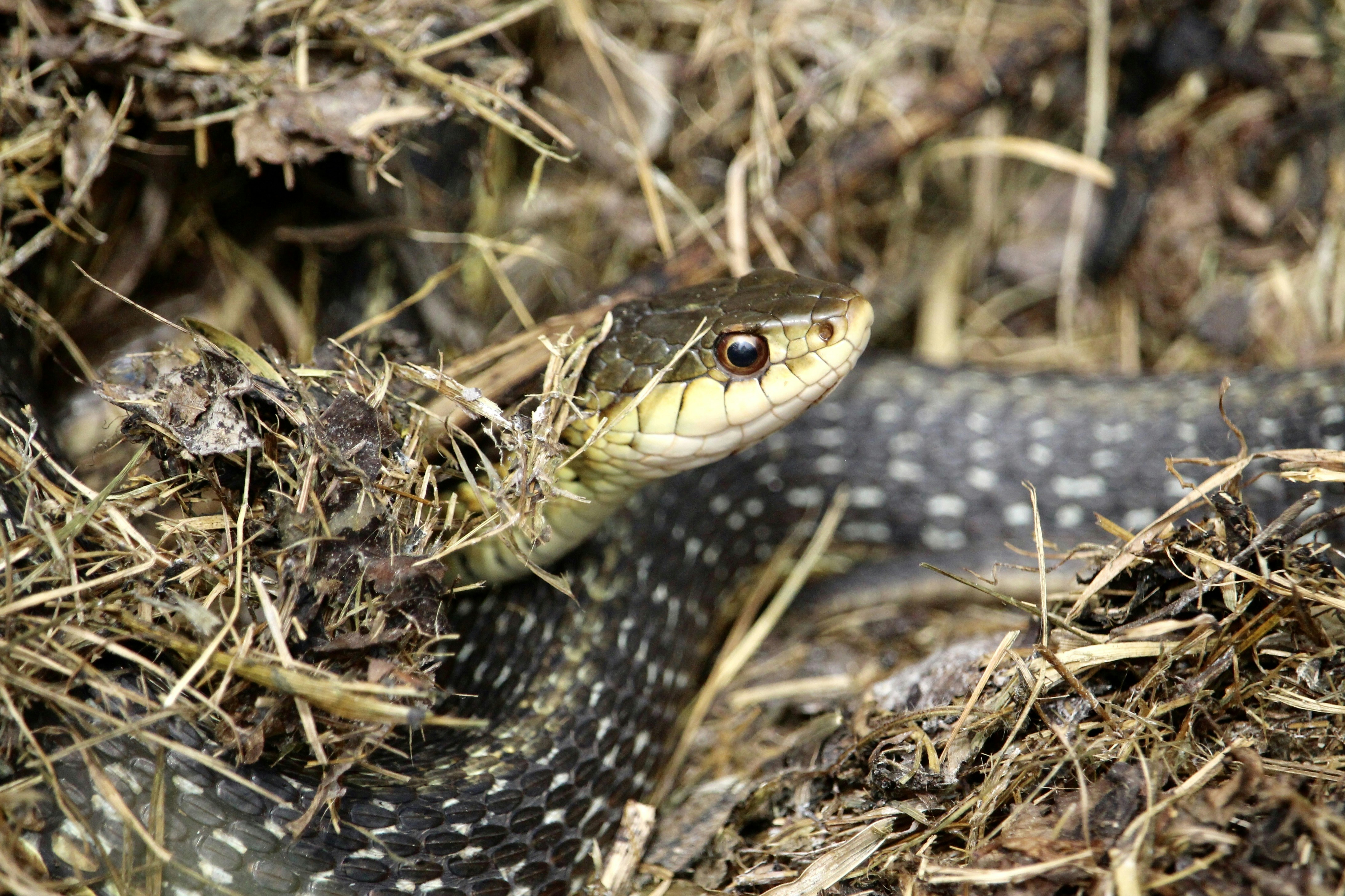 Hidden Hunter: A Close-Up of a Western Rat Snake in Leaf Litter