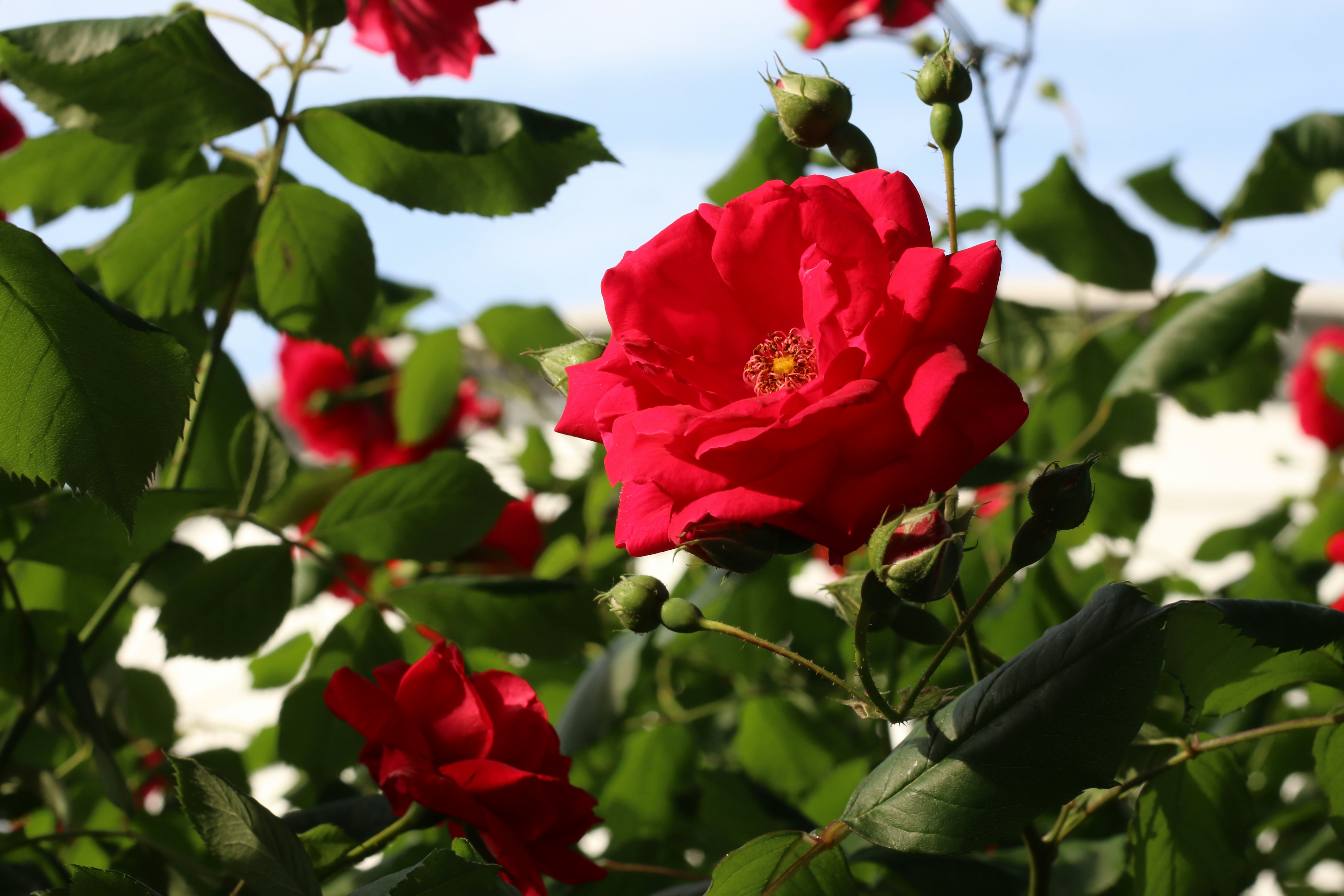 Red Rose in Focus: Bold Petals Against a Leafy Backdrop