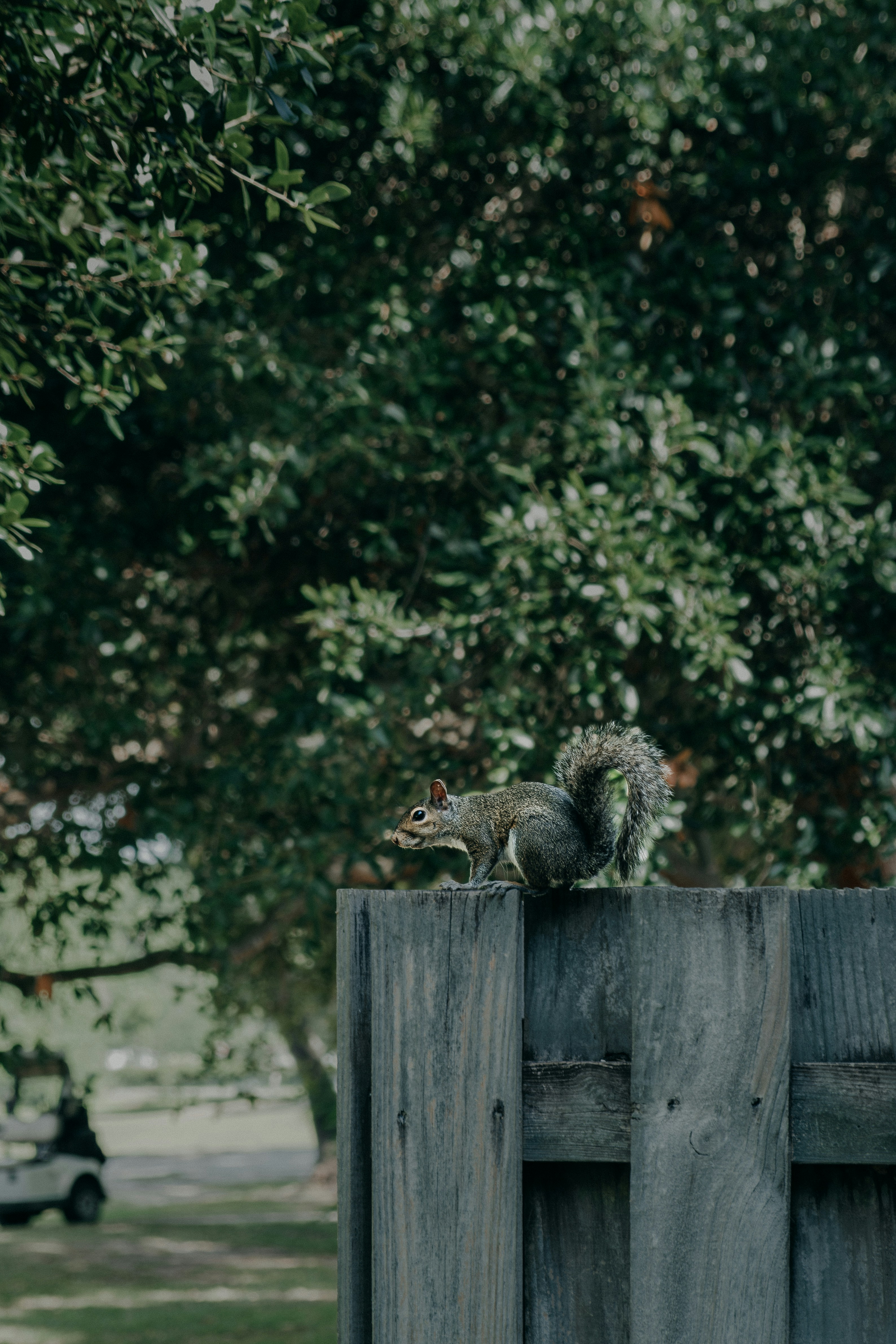 Squirrel on a weathered fence: a moment of green calm