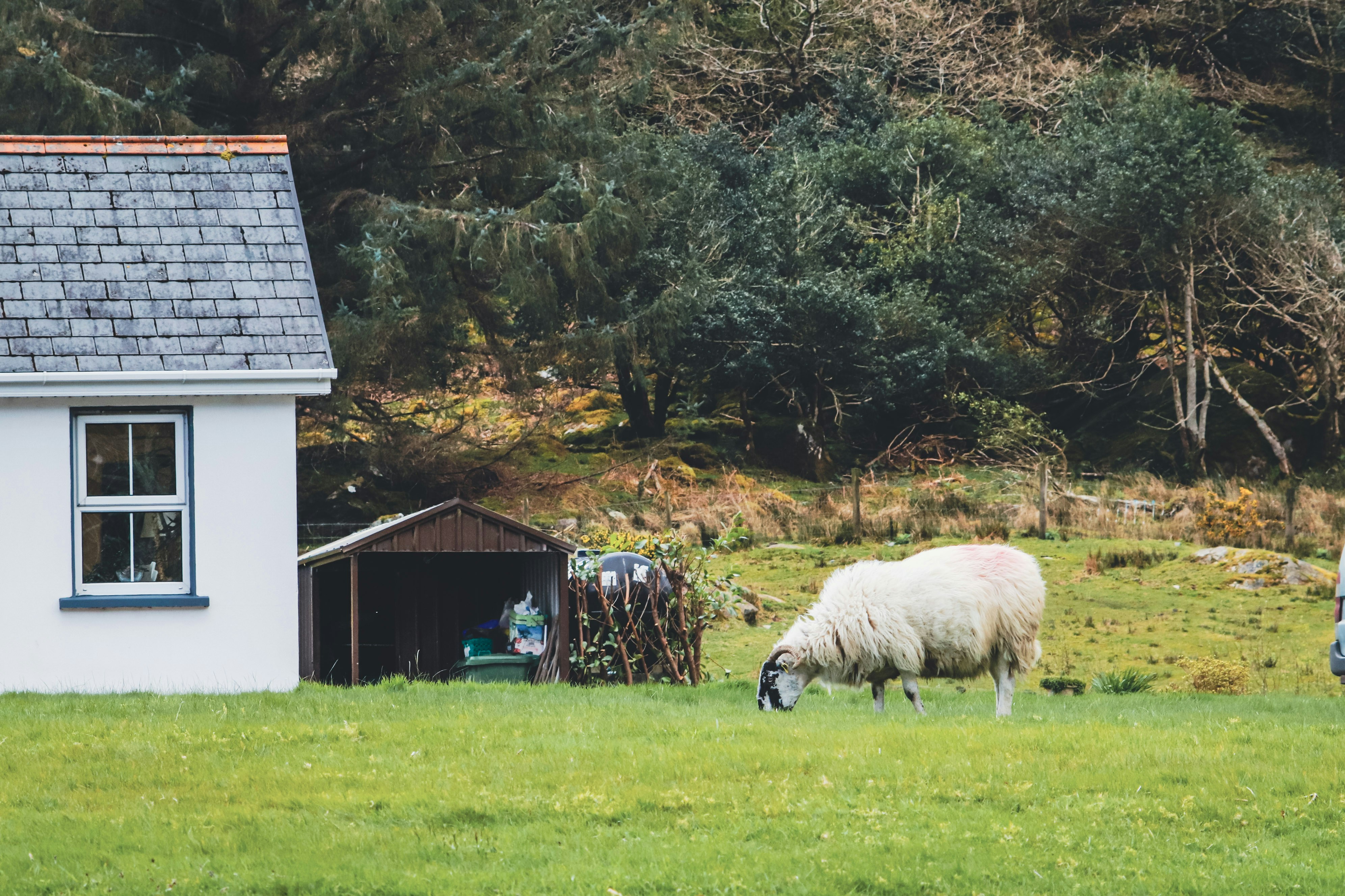 White Sheep in a Verdant Farmyard near a Small House
