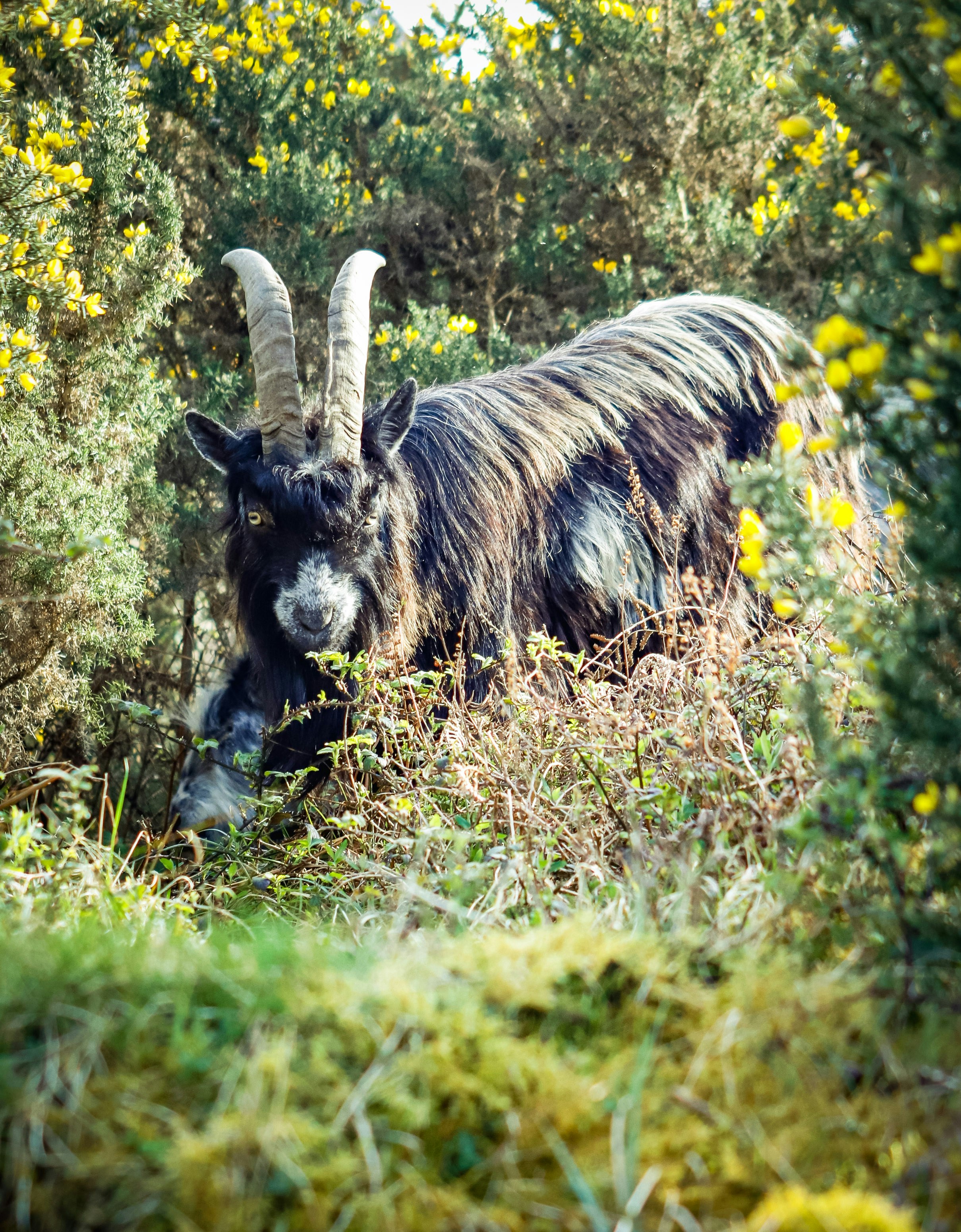 Grazing in a Sea of Yellow Blooms