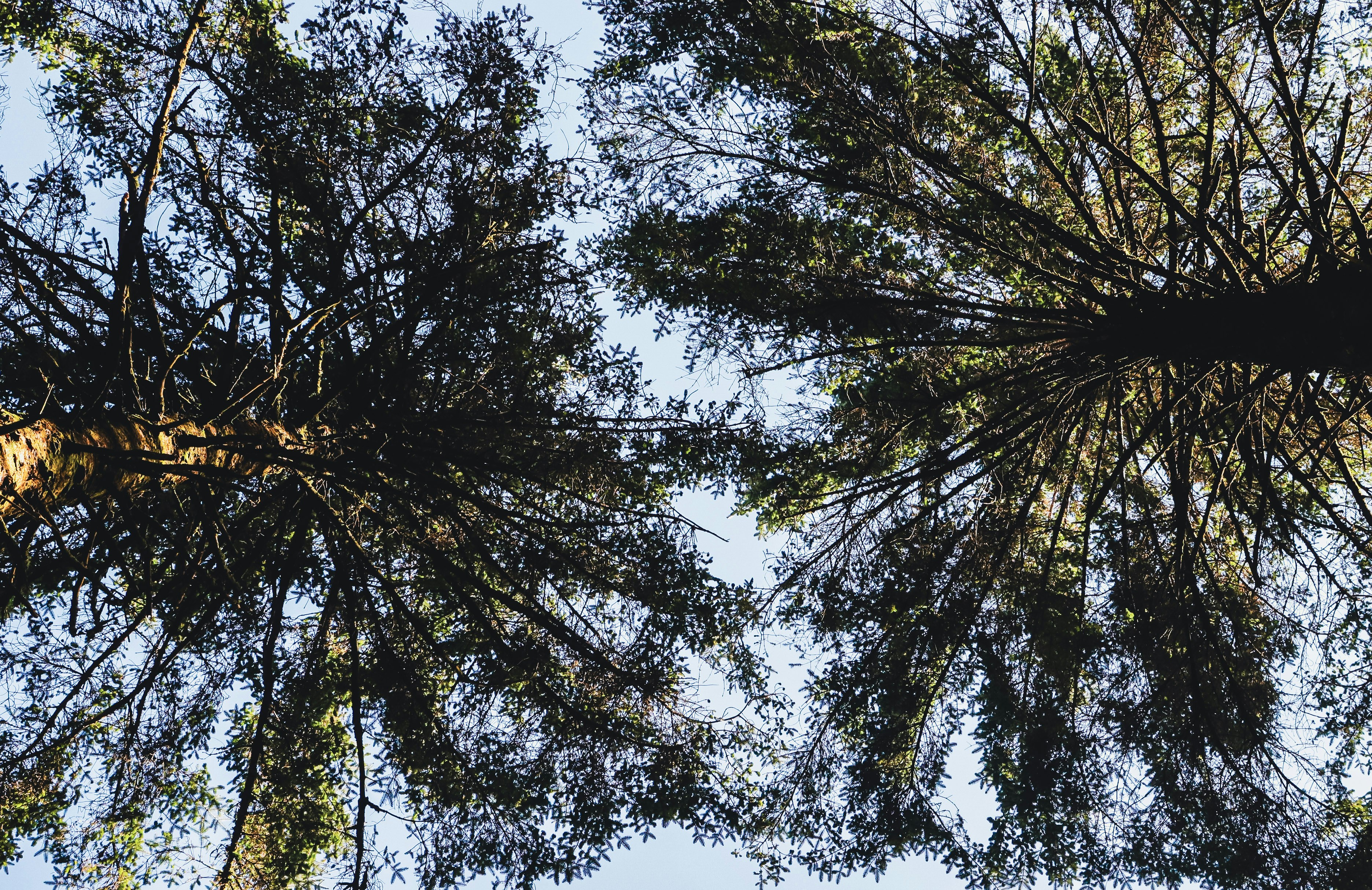 Canopy Convergence: Skyward Fingers of Pine