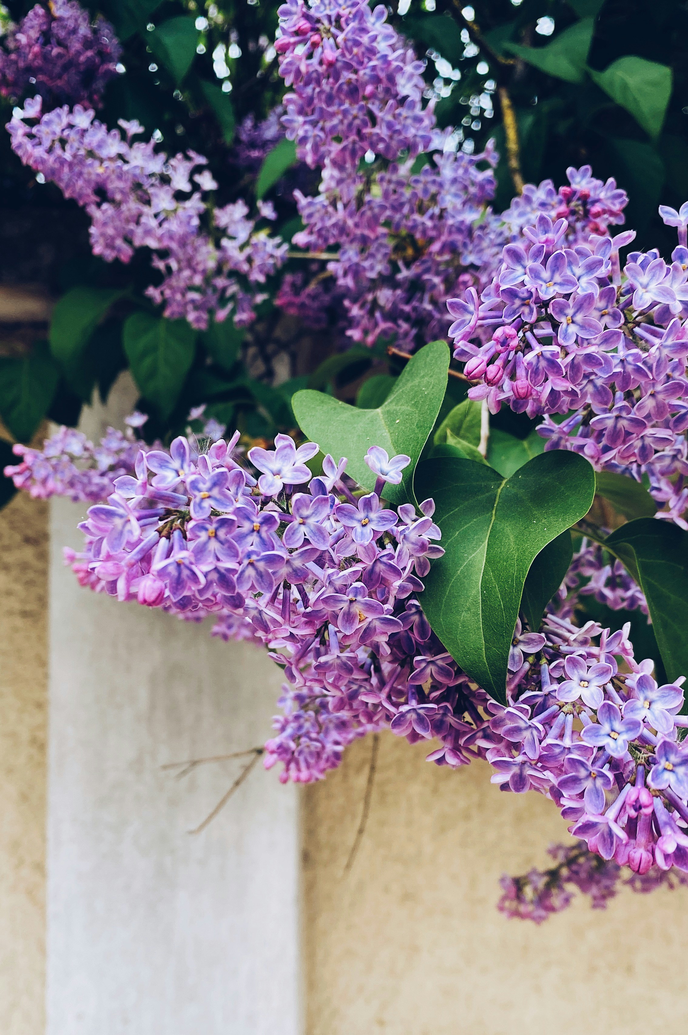 Lavender Cascade on a Warm Wall