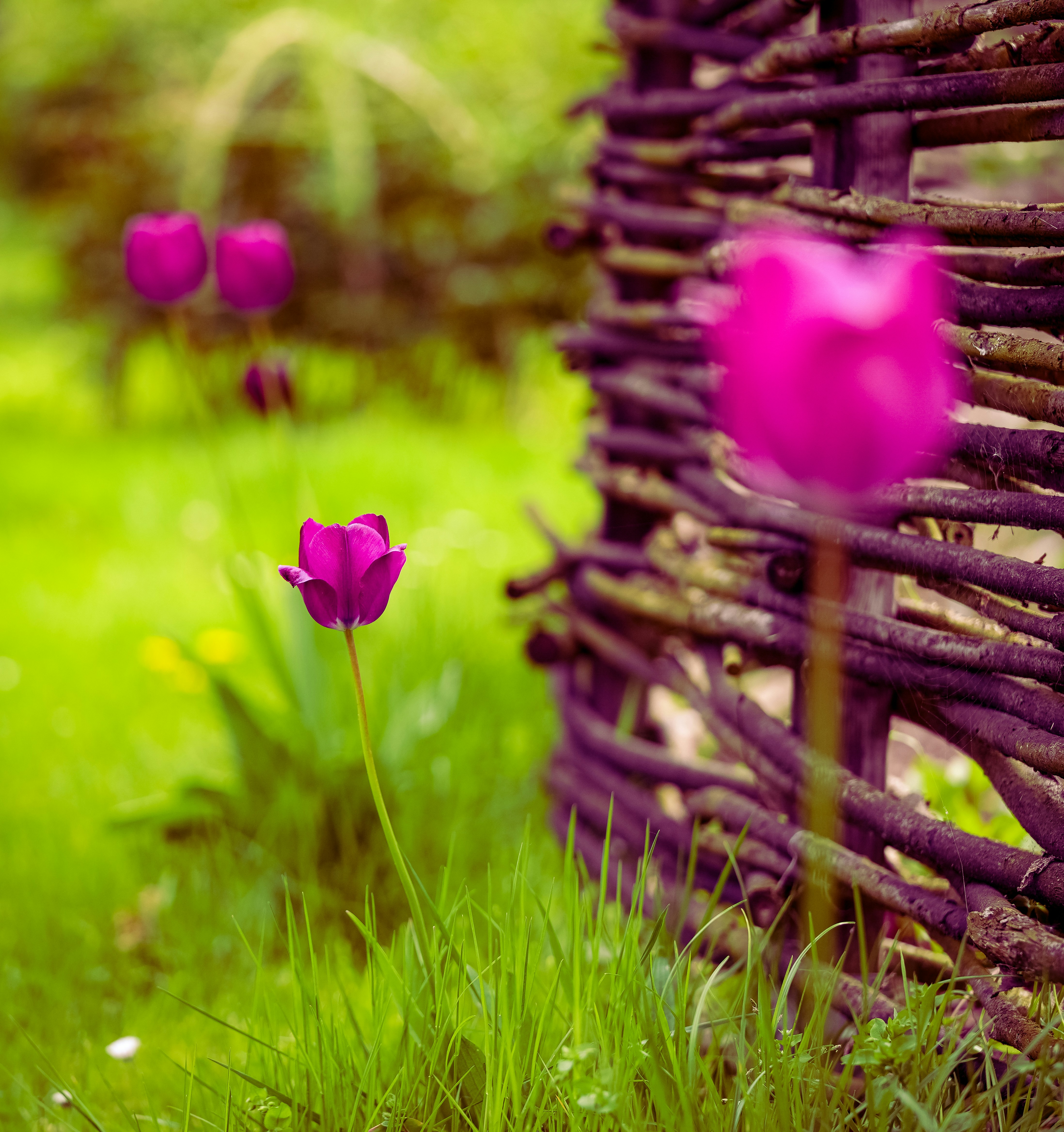 Pink Tulip by the Woven Fence in Soft Spring Light