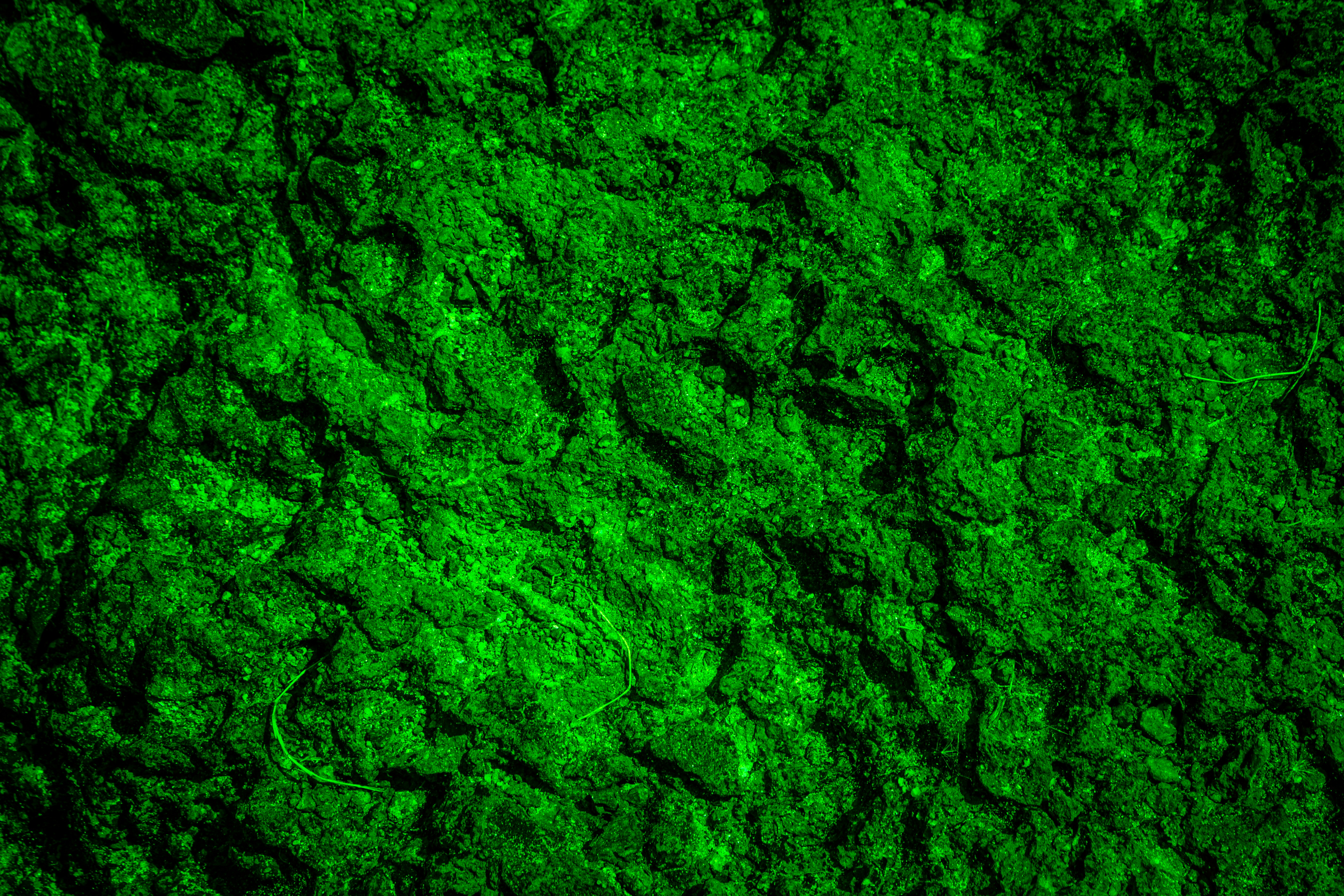 Emerald Textures: A Macro Field of Mossy Fringes