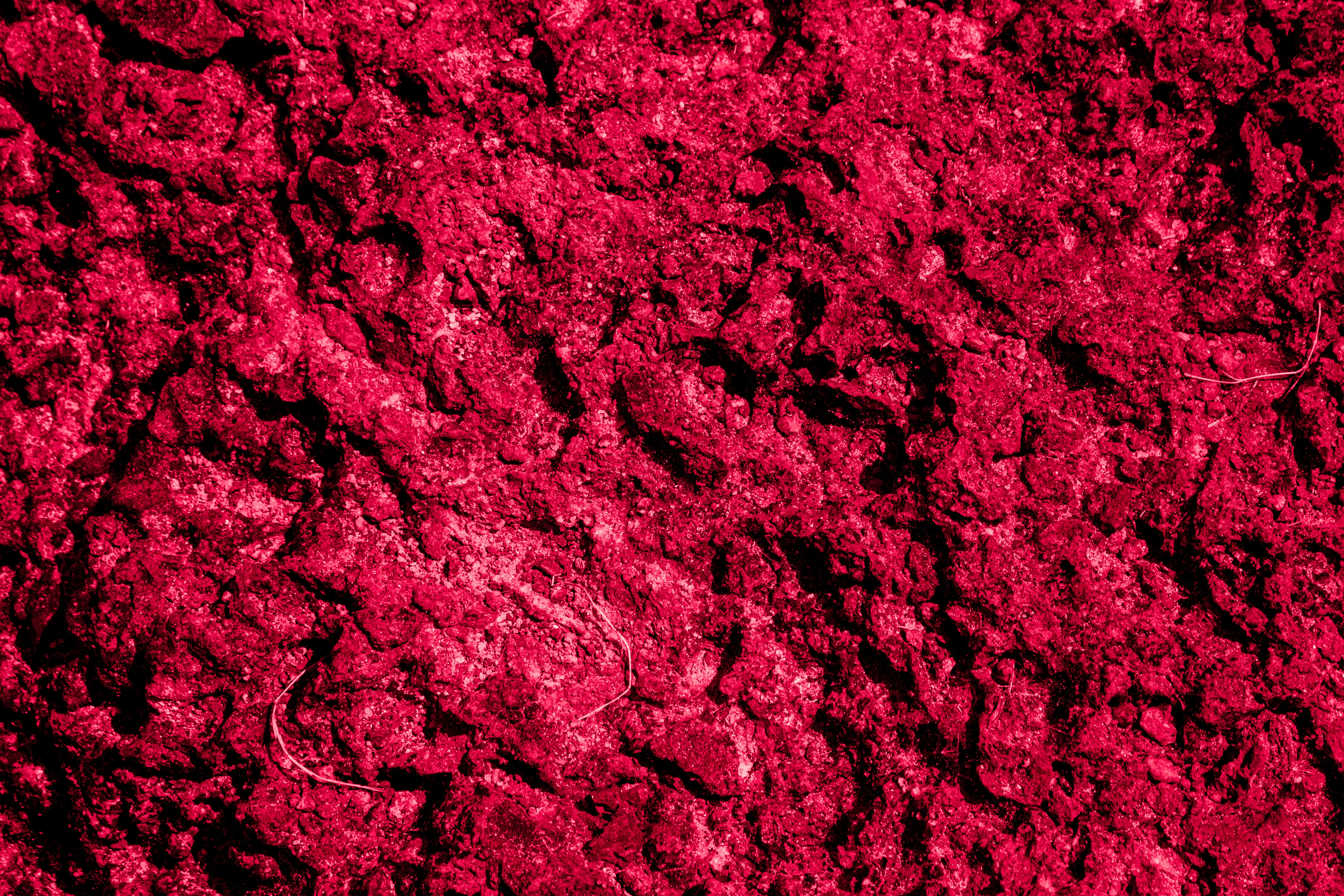 Crimson Ground: A Close-Up of Burgeoning Texture