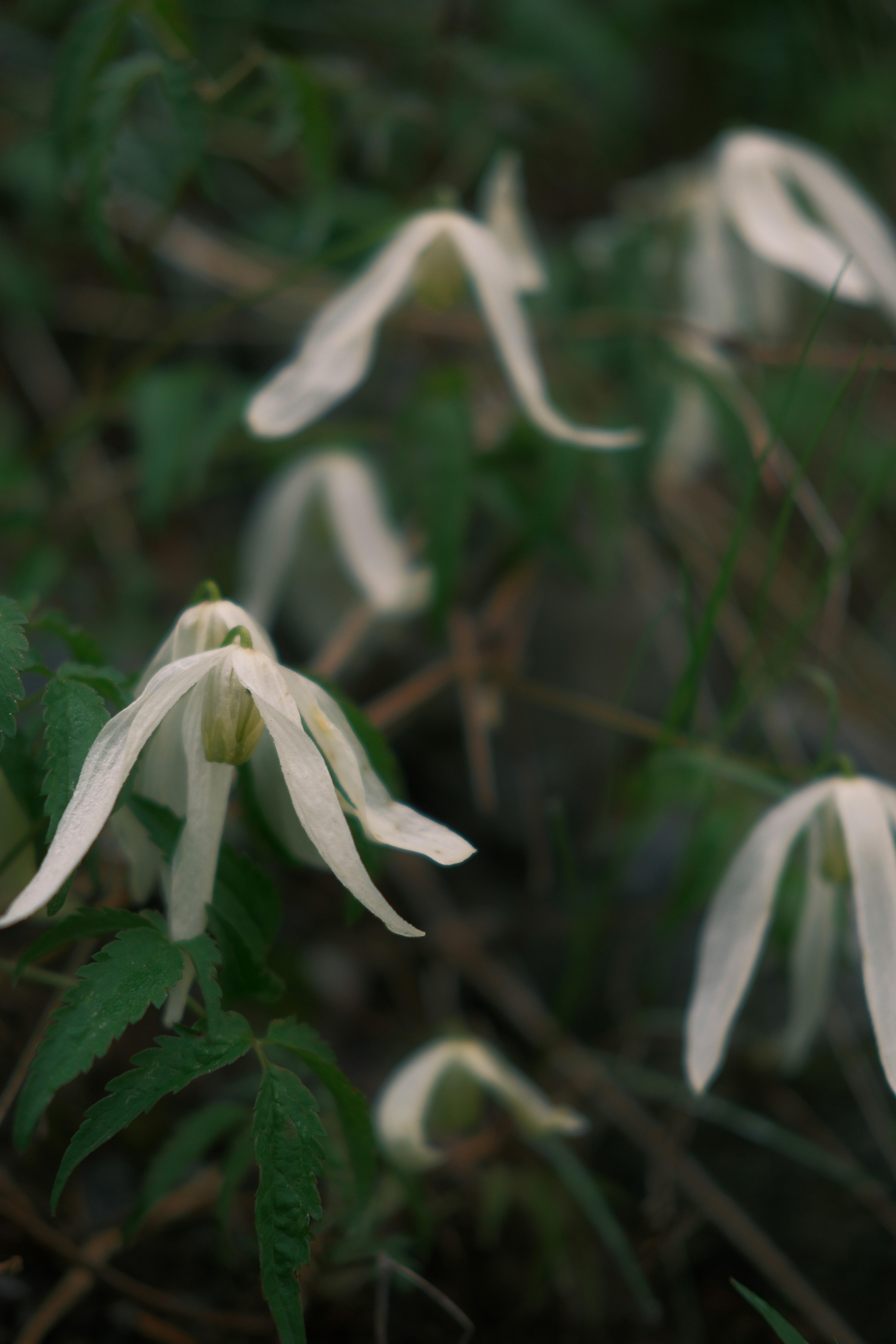 Whispering White Blooms in Soft Focus Understory