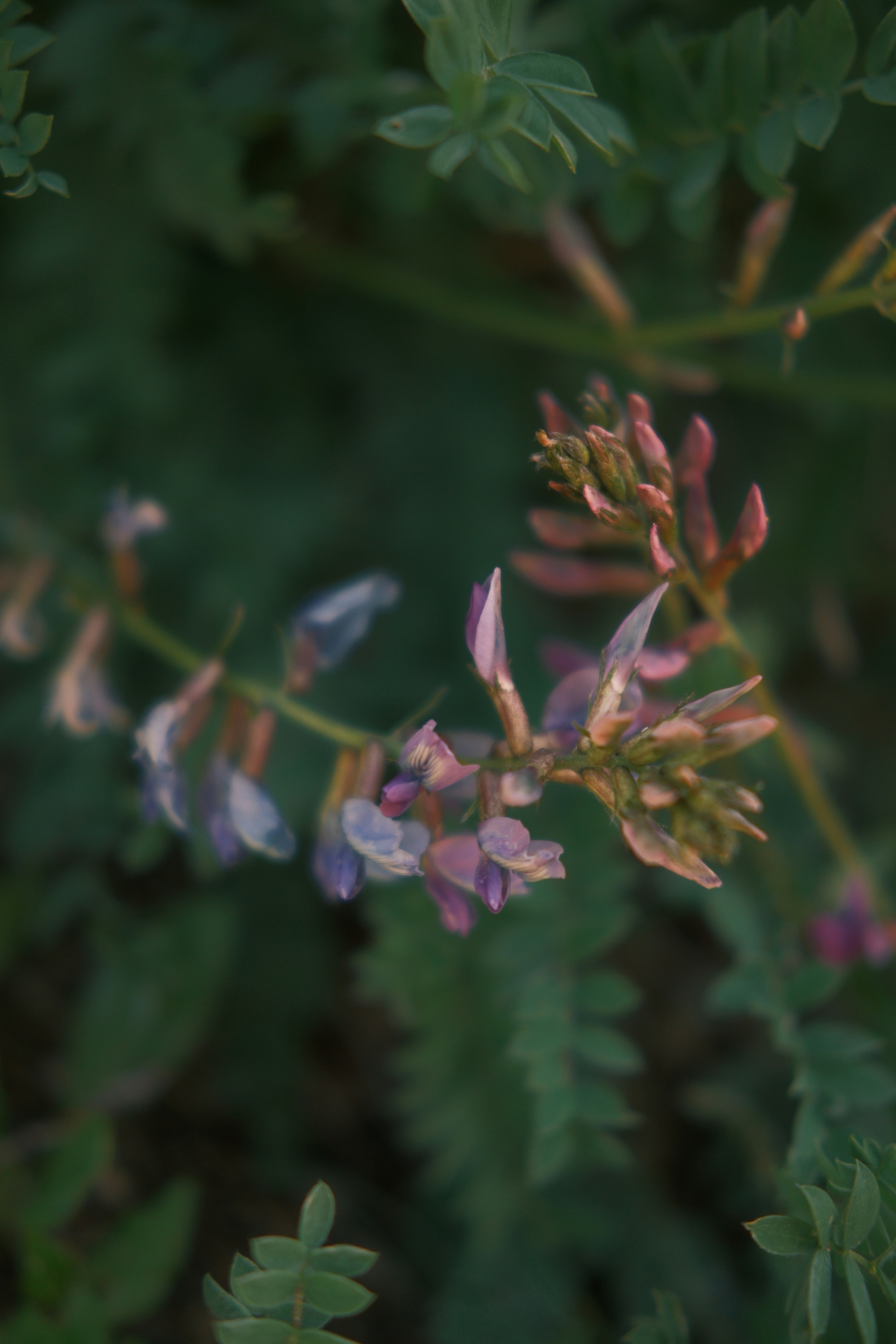 Soft Petal Cluster: Teal and Magenta Blossoms in Subtle Dusk