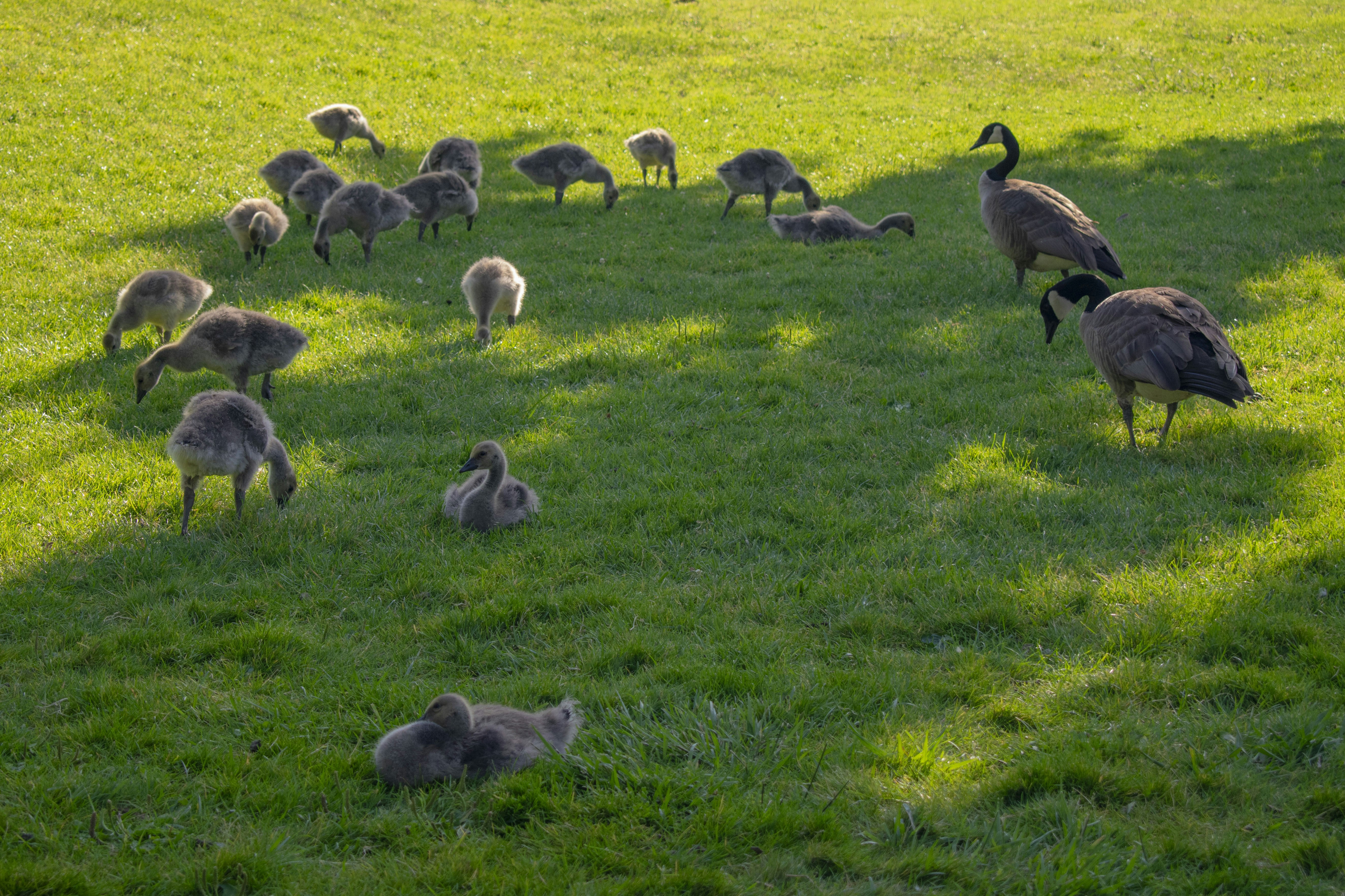 Gossamer Flock at Dappled Field