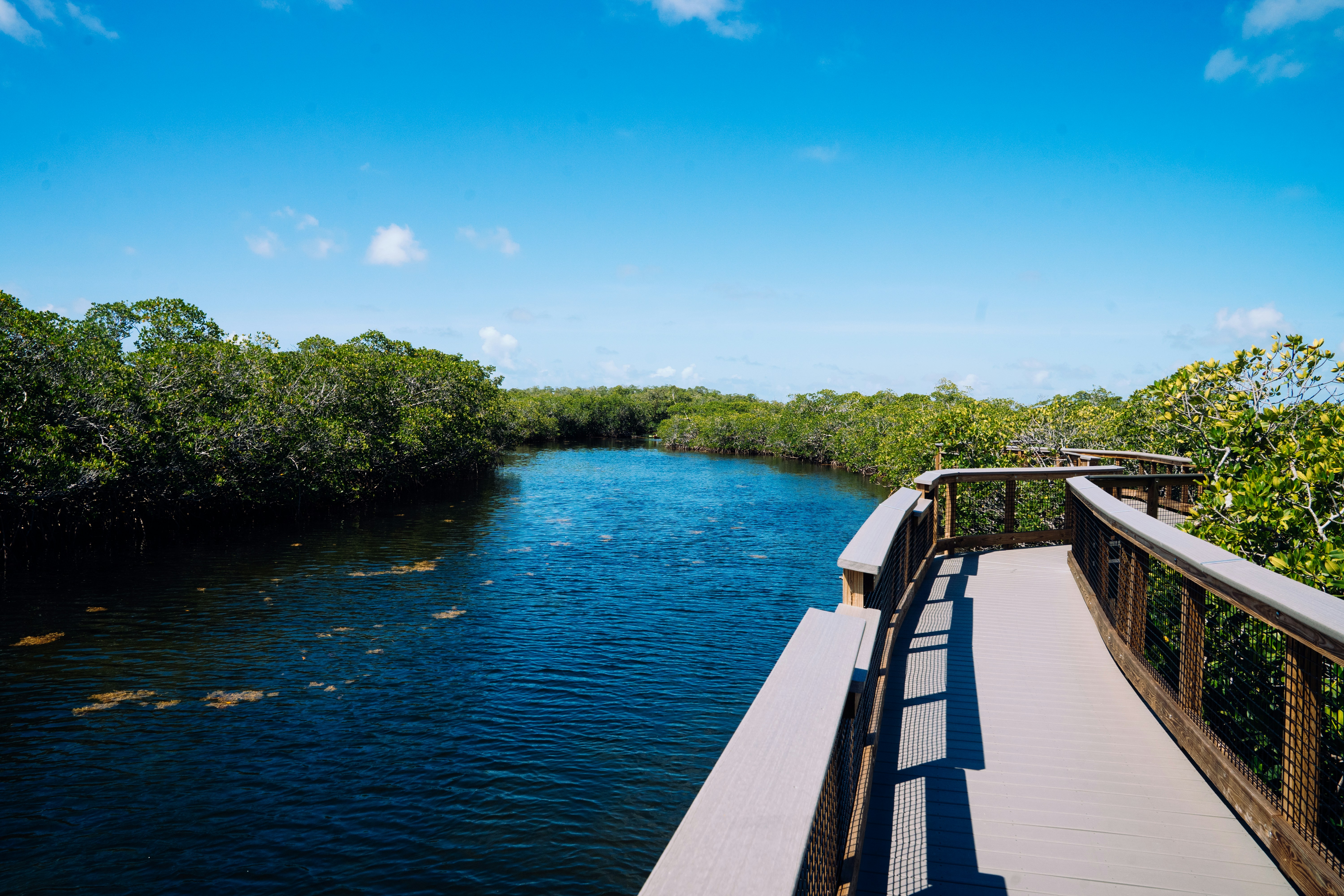 Bridge Over Blue Waters: A Quiet Boardwalk into Mangrove Channel