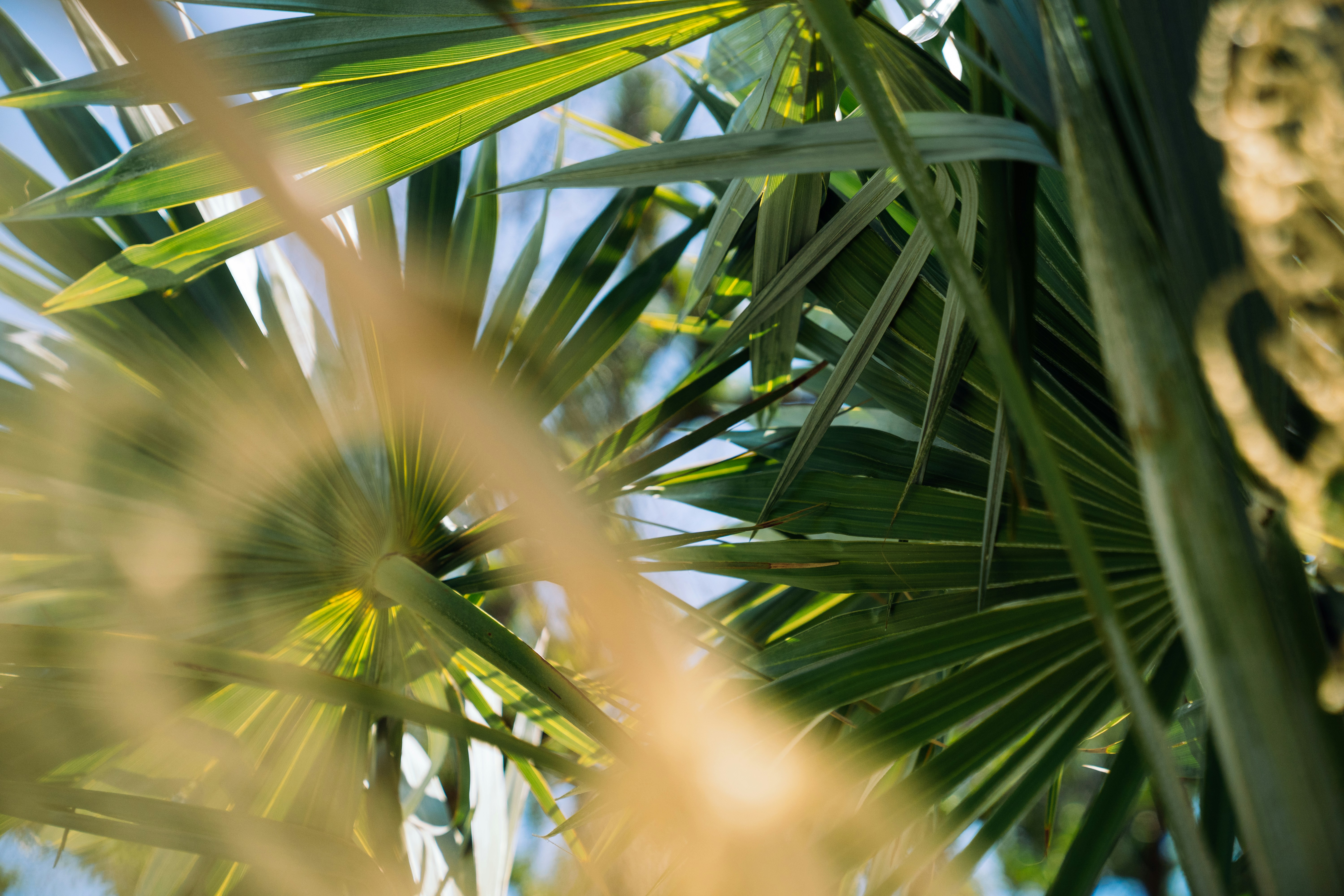 Sunlit Palms through a Blurred Fringe