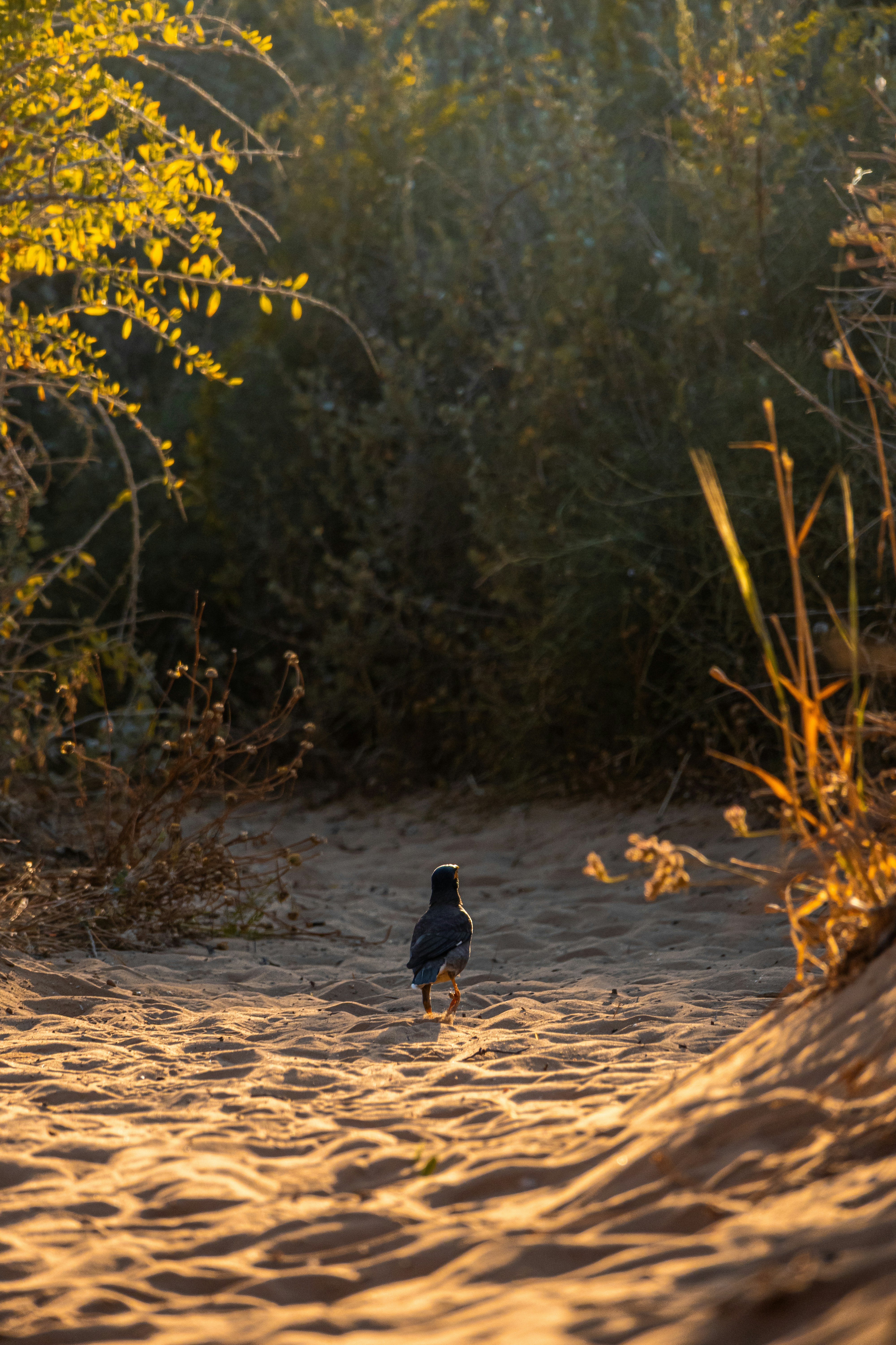 Solo Sand Path: A Bird's Journey Through Dusk