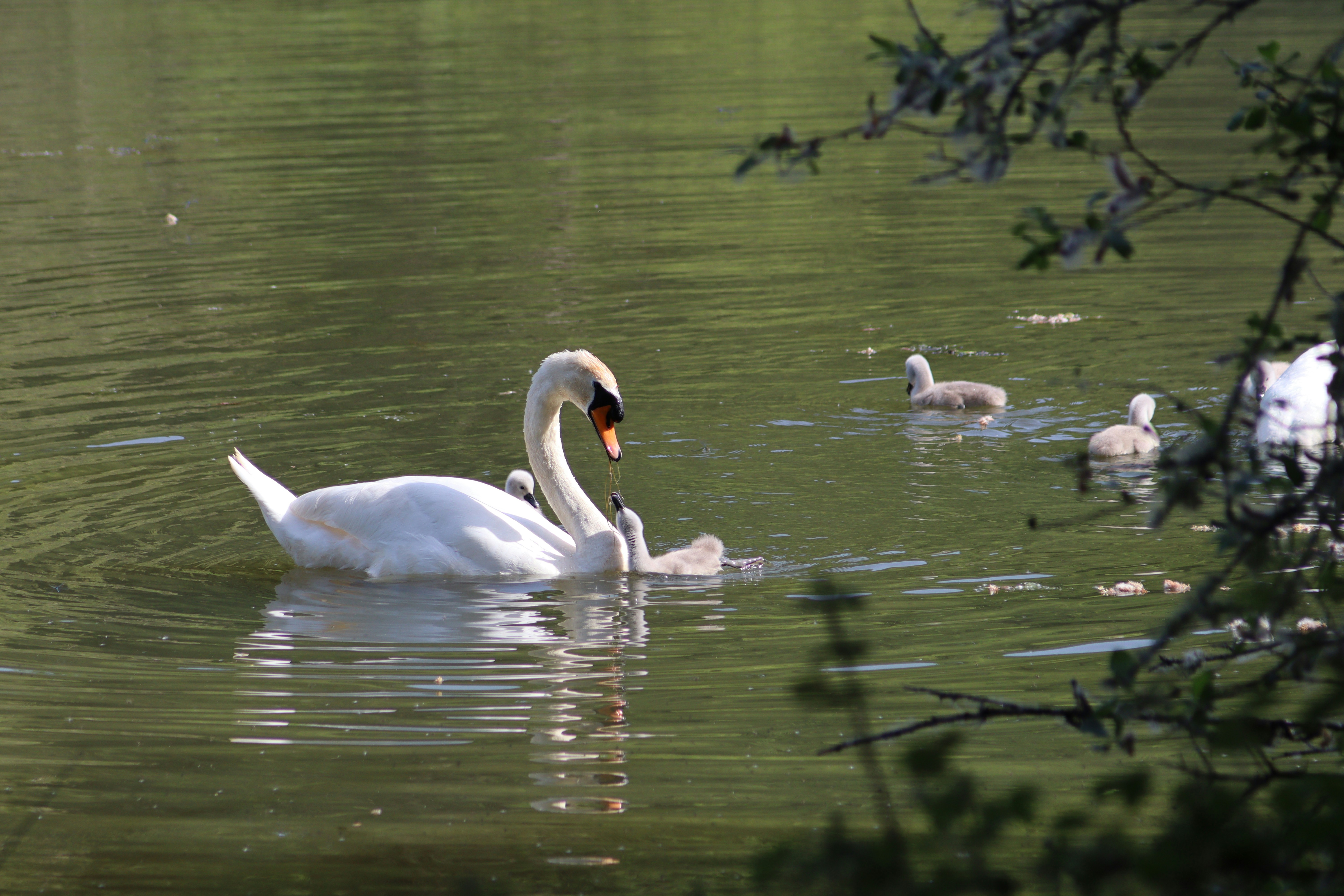 Elegant Swans in Quiet Waters
