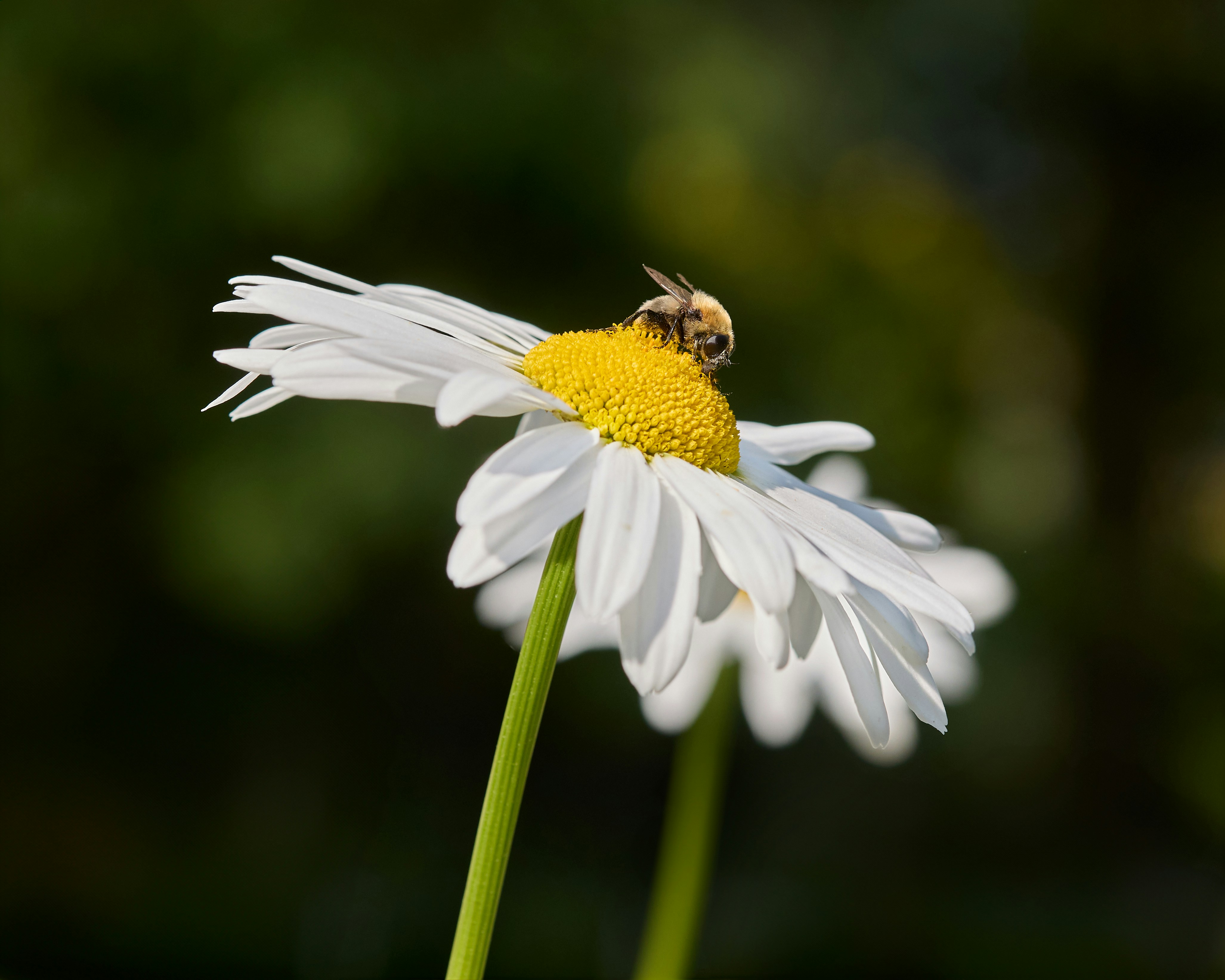 Bee alighting on the daisy’s golden center under soft backyard light