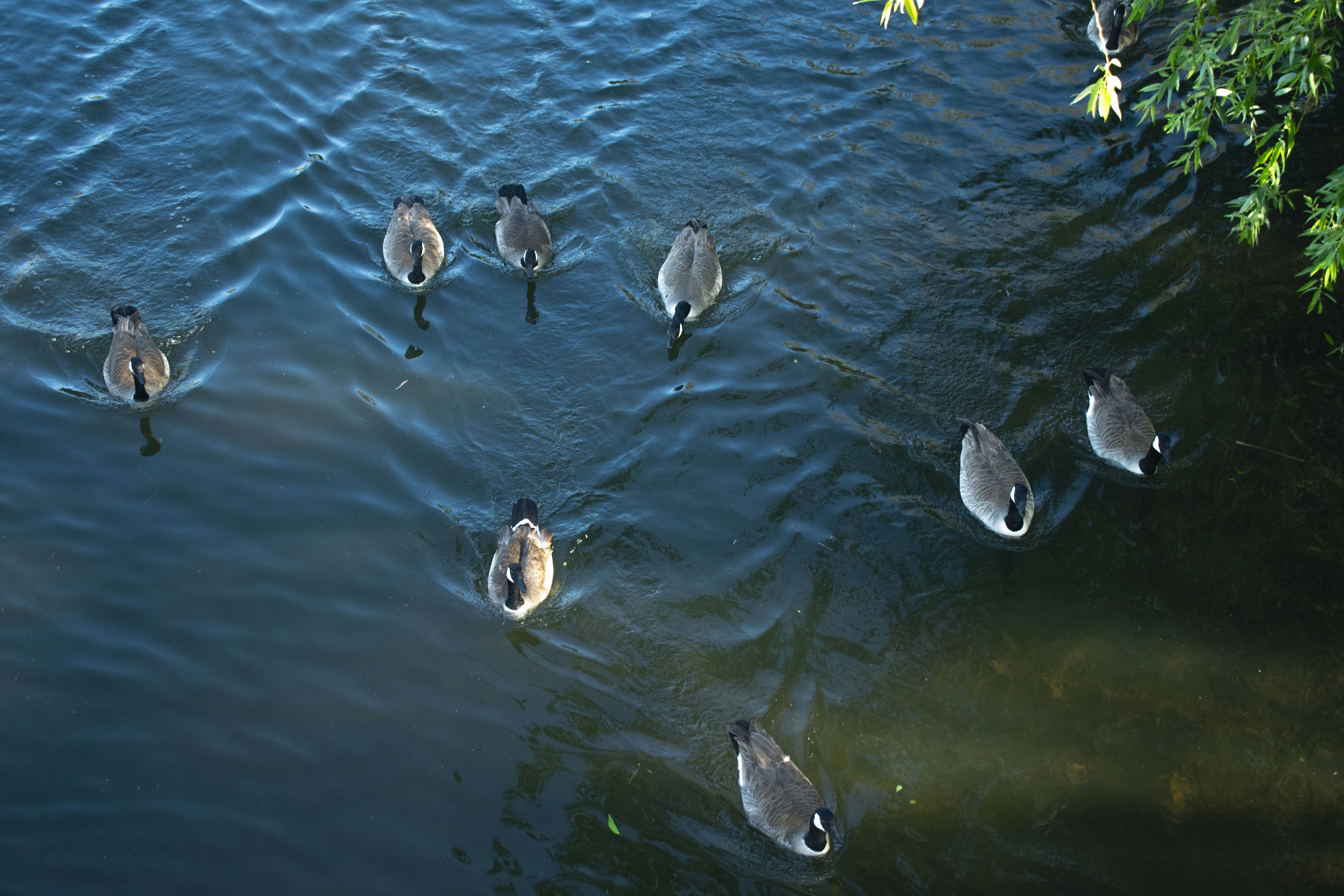 V-formation of seven swans gliding through sunlit blue water
