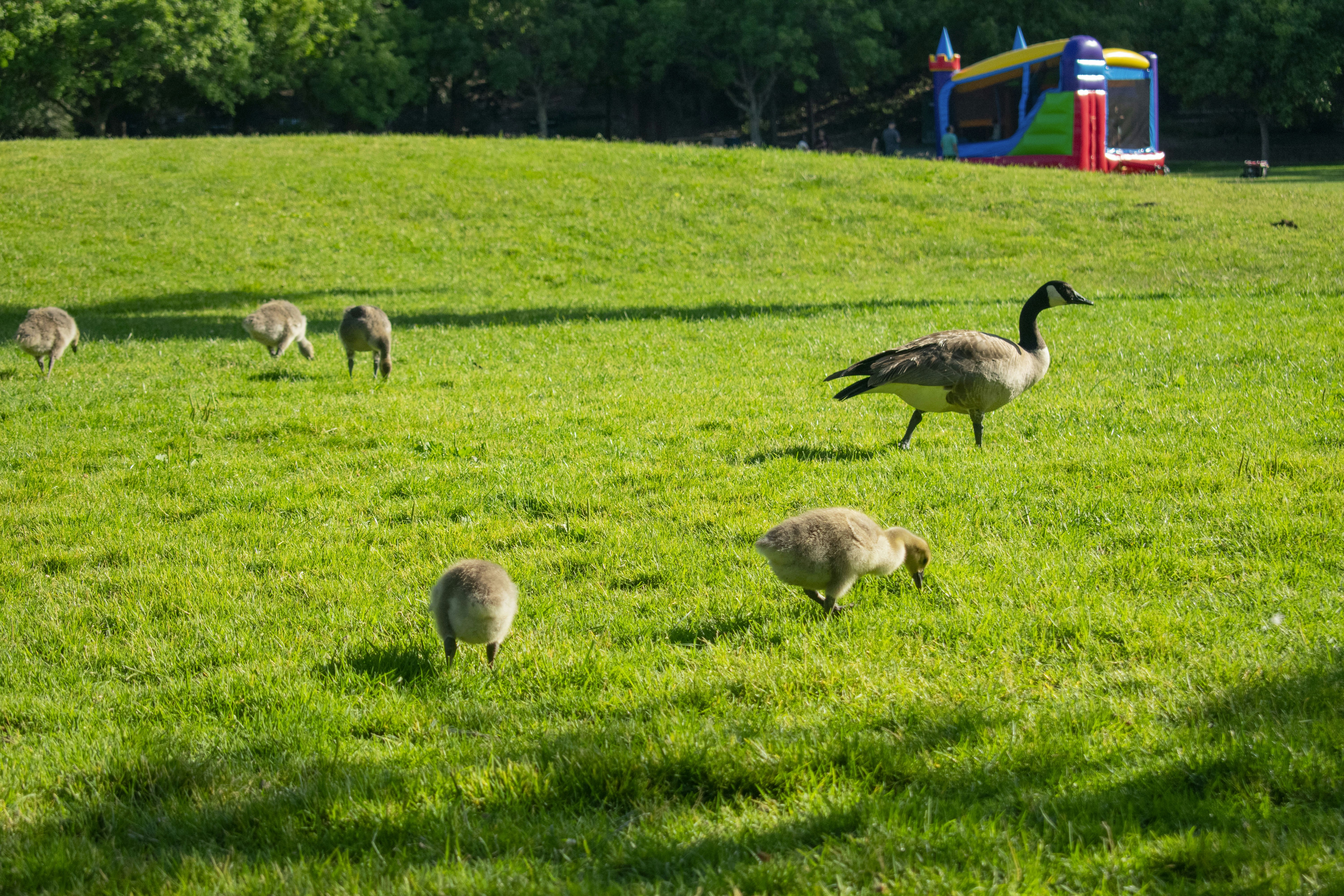 Flock in the Park: A Canada Goose and Goslings Beneath a Playful Slide