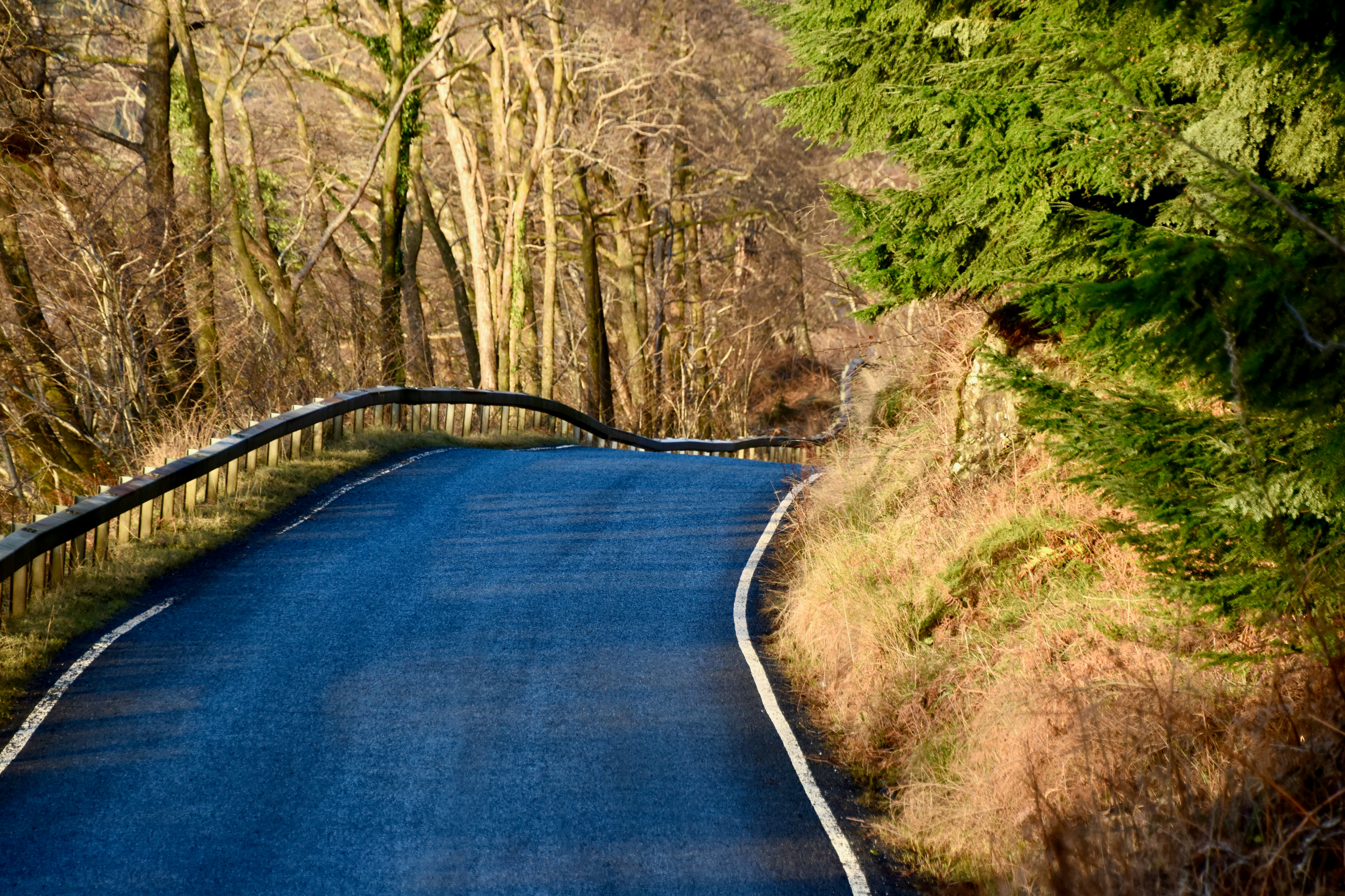 Winding Blue Road Through Quiet Forest Corridor