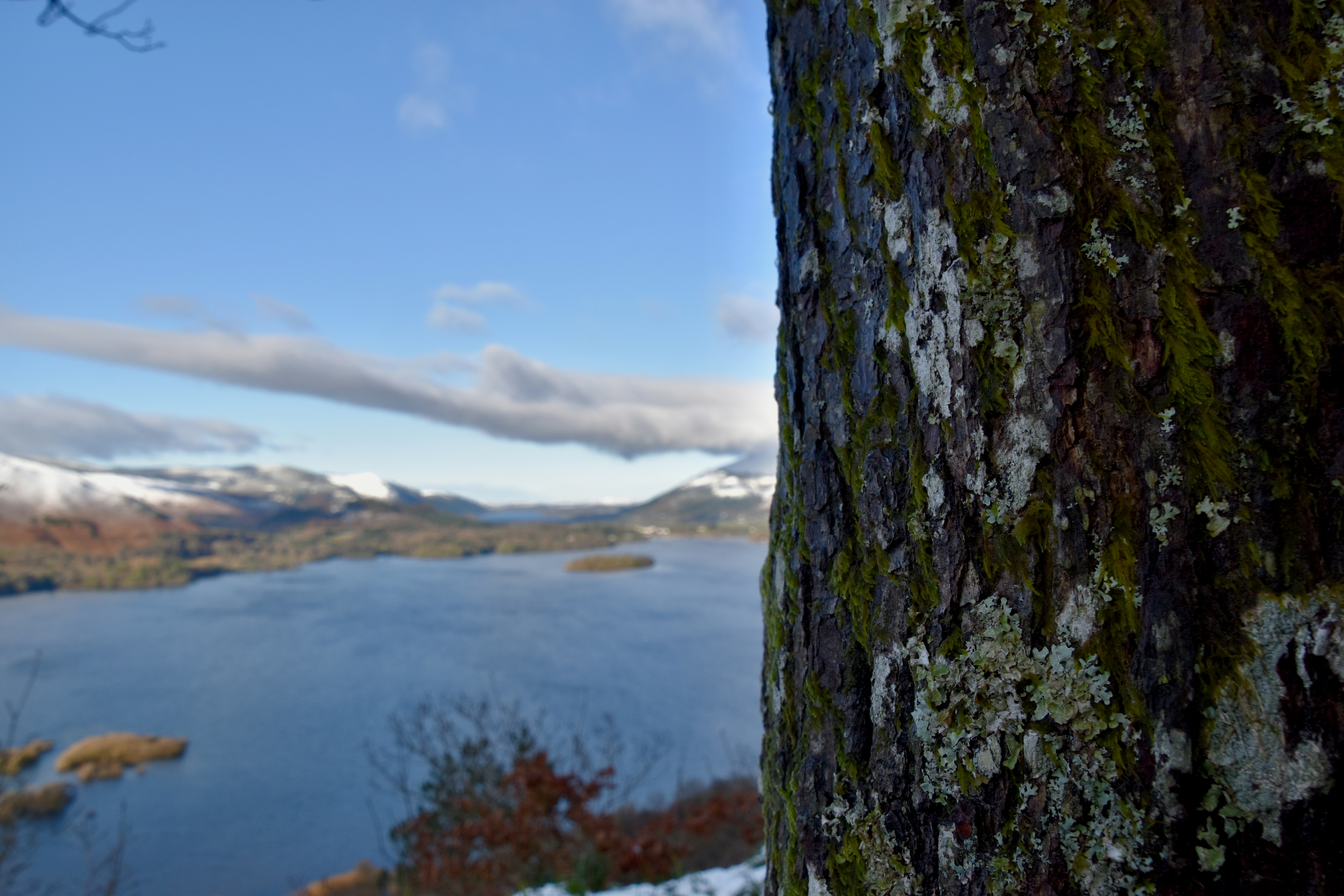 Riveting Glimpse: Moss-Capped Bark Framing a Snow-Topped Fjord
