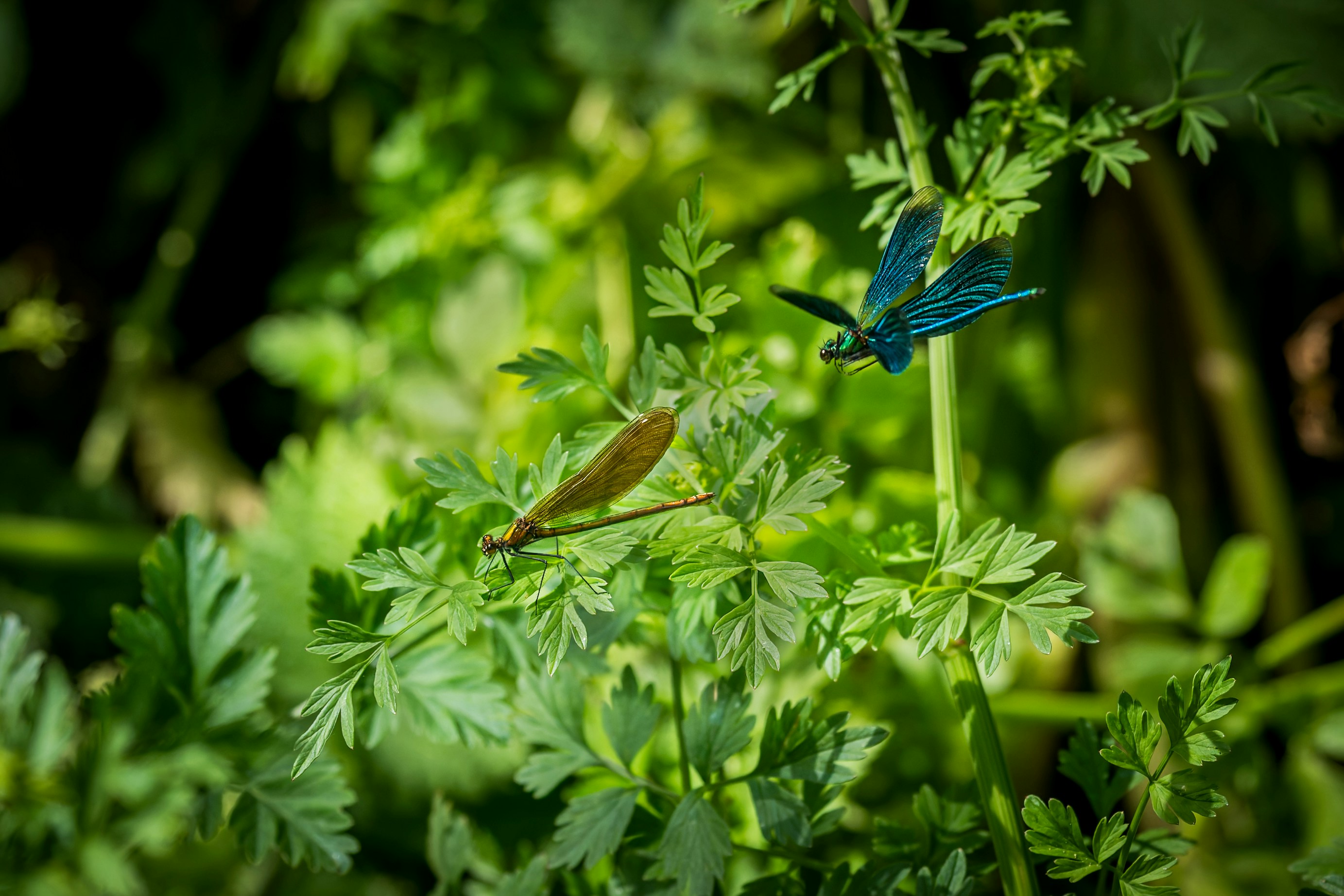 Flight Between Leaves: Two Damselflies in a Jade Garden