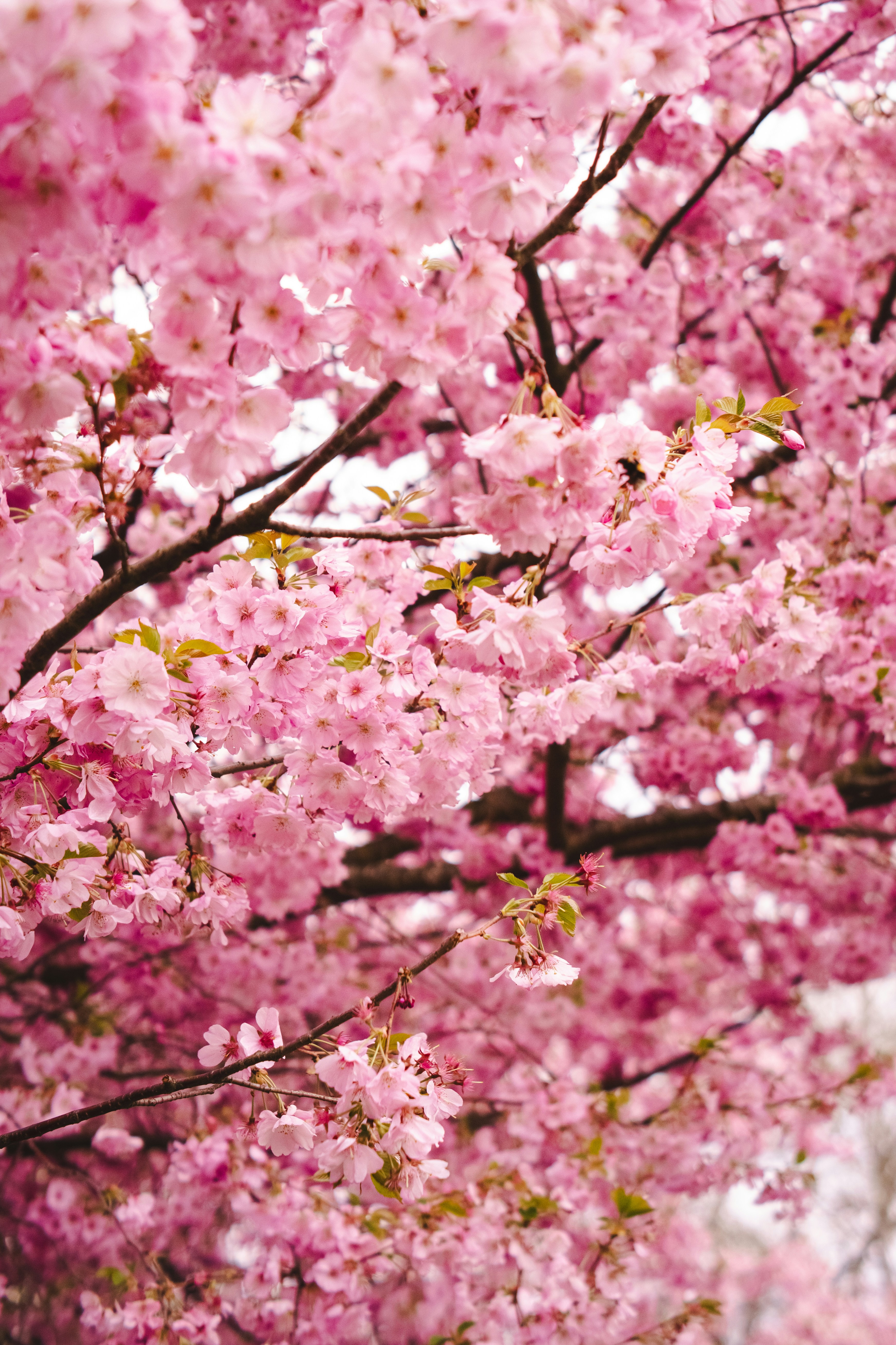 Petals in Bloom: A Sea of Cherry Blossoms on Spring Branches