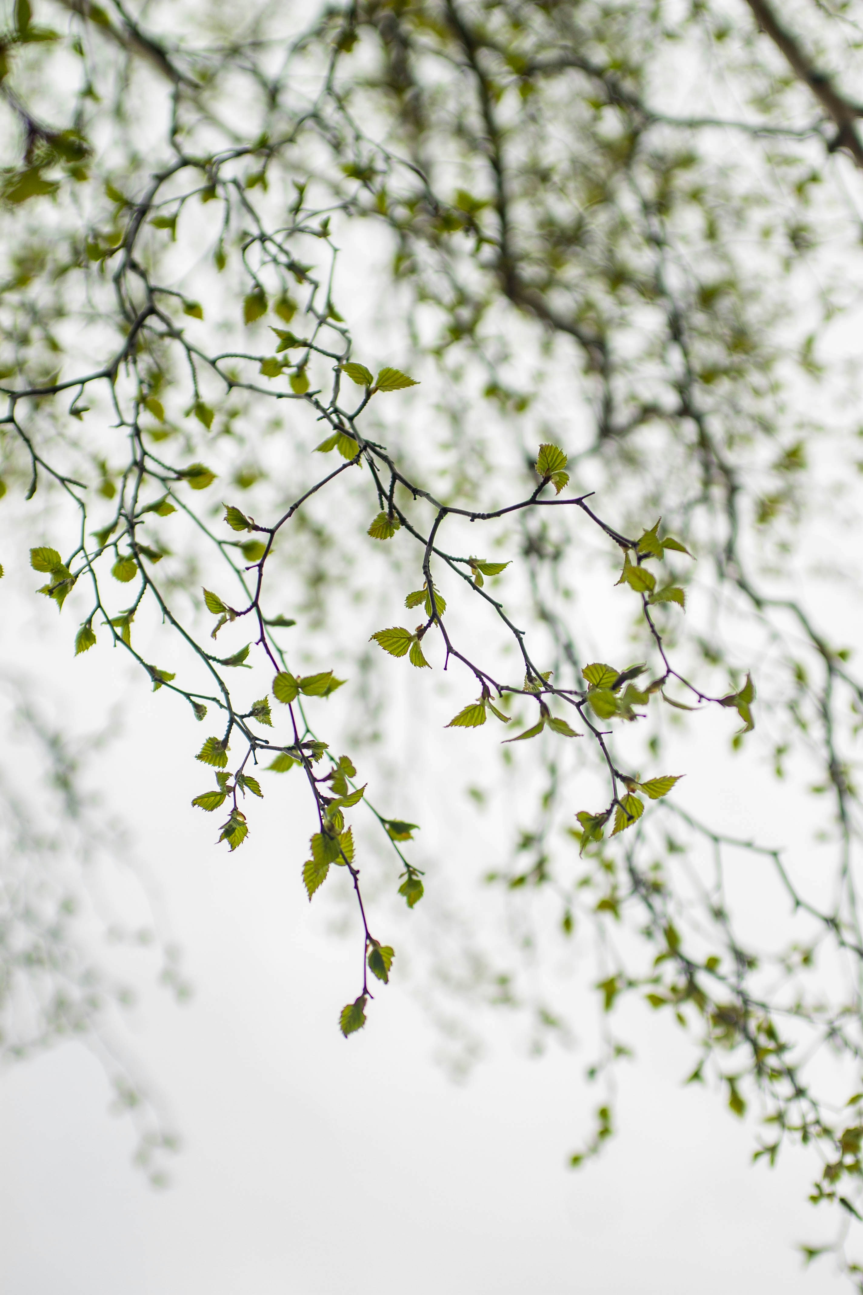 Branching Chorus: Fresh Green Leaves String Across a Light Sky