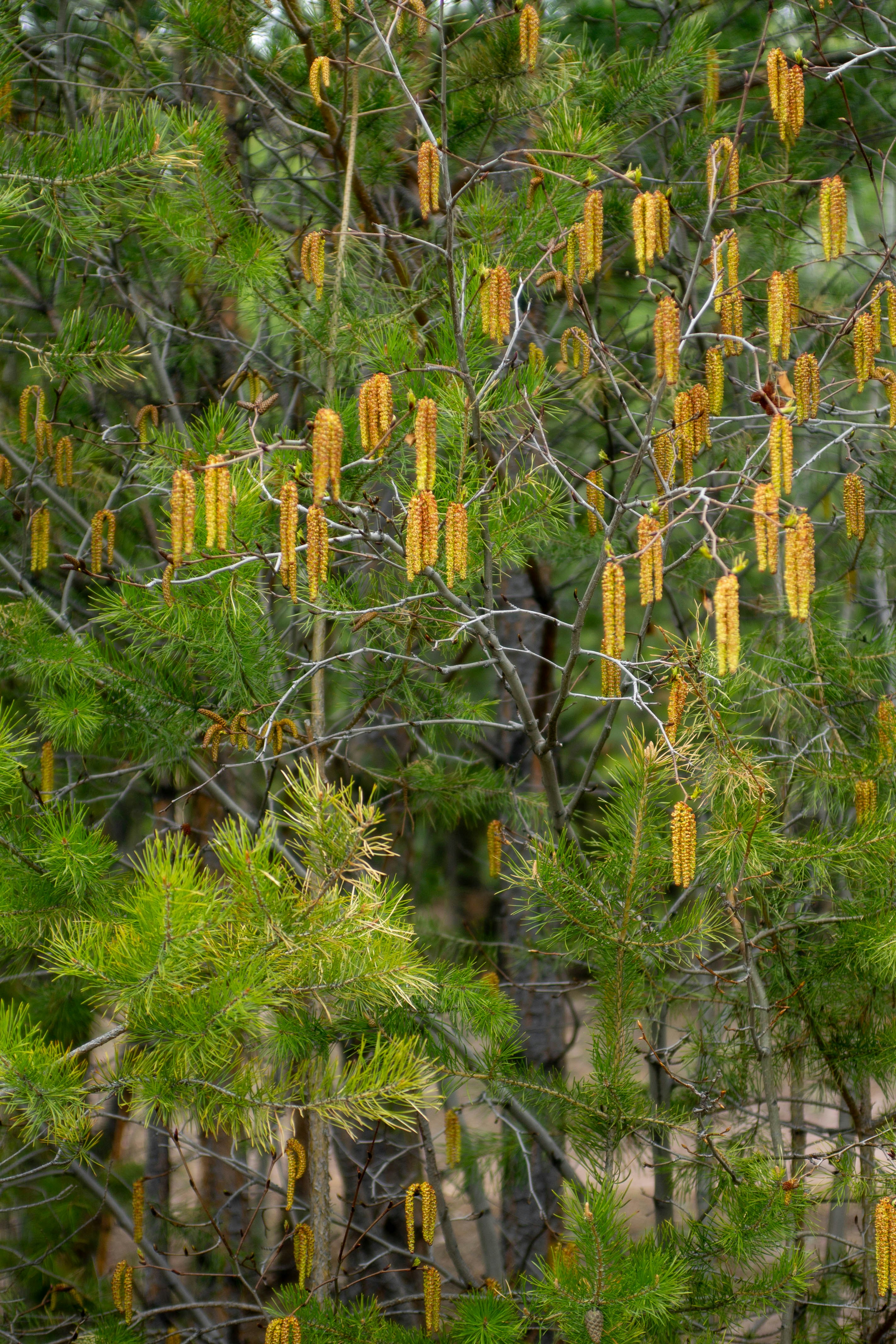 Golden Catkins among Needle Weeds