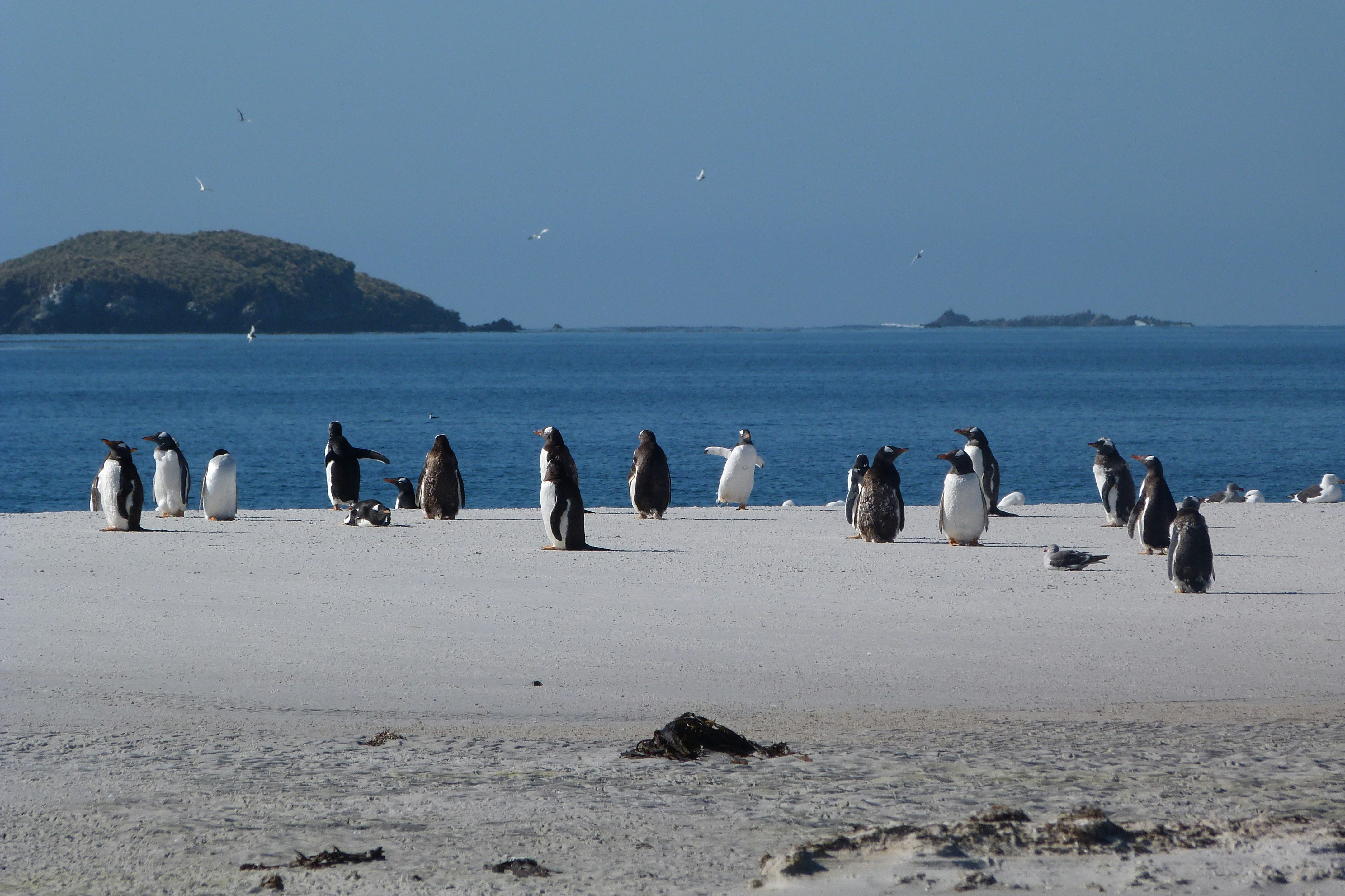 Penguin Parade on a White Sand Stage