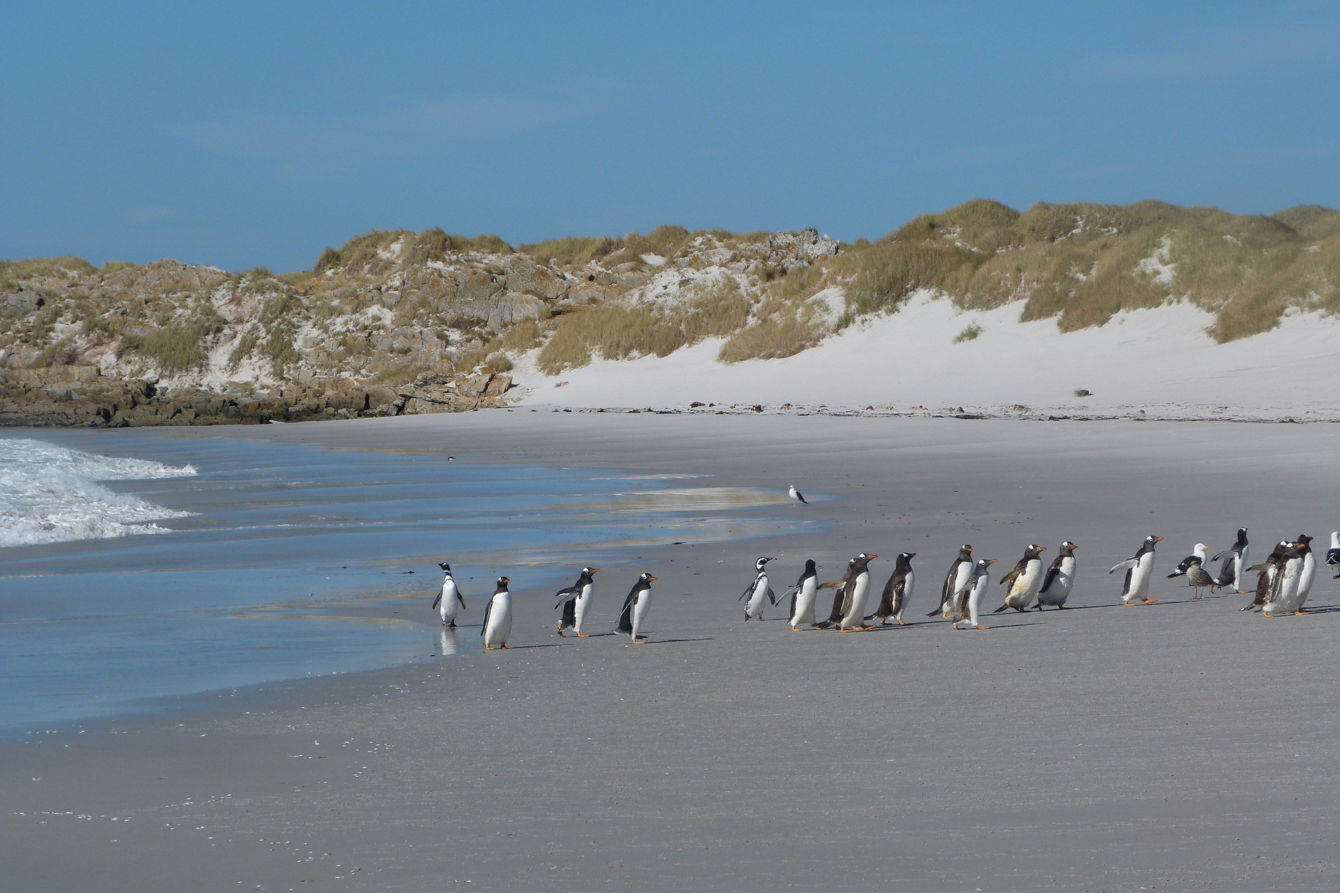 Line of Penguins on Quiet Beach Quietly Concluding the Day