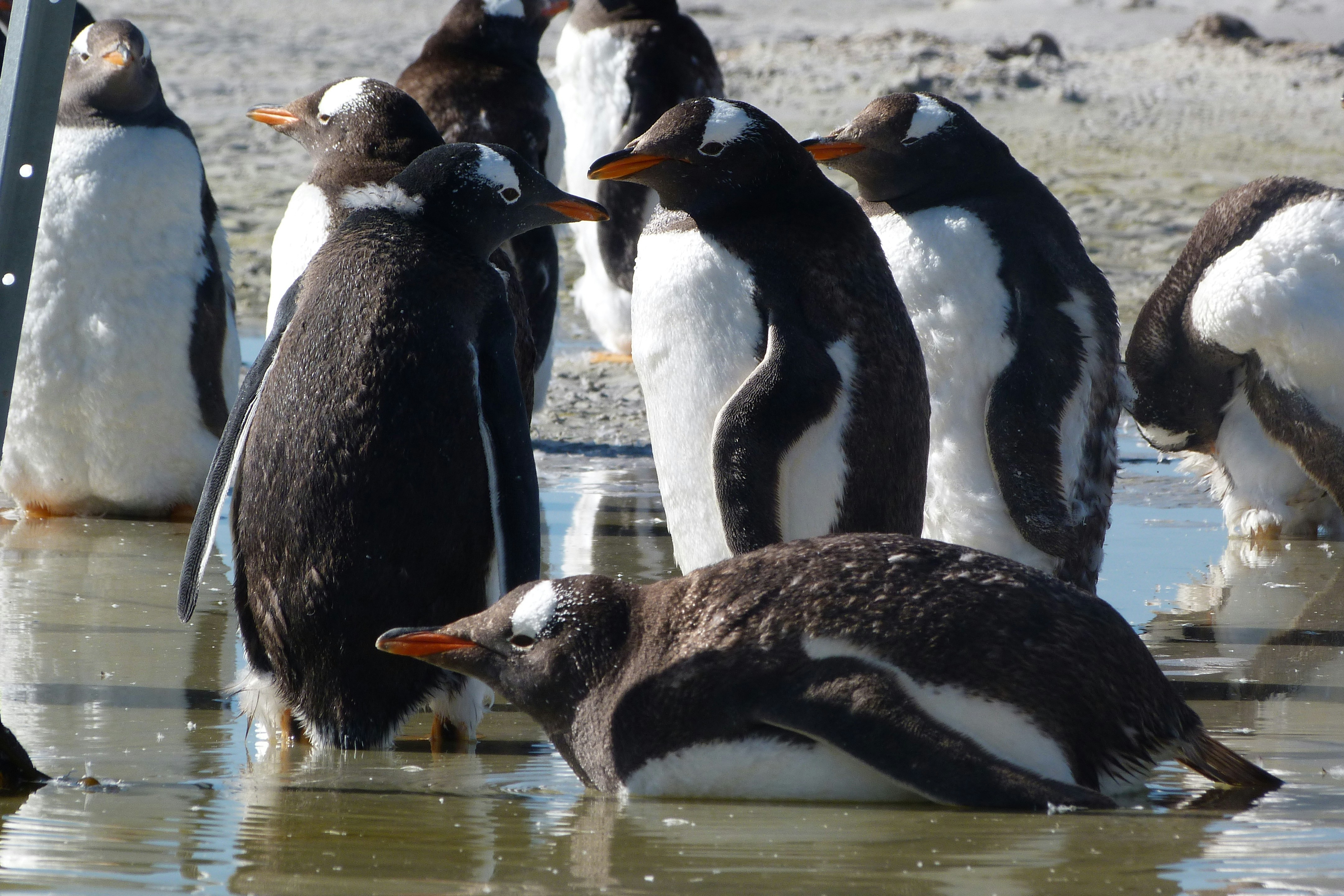 Penguin Gathering at Water’s Edge