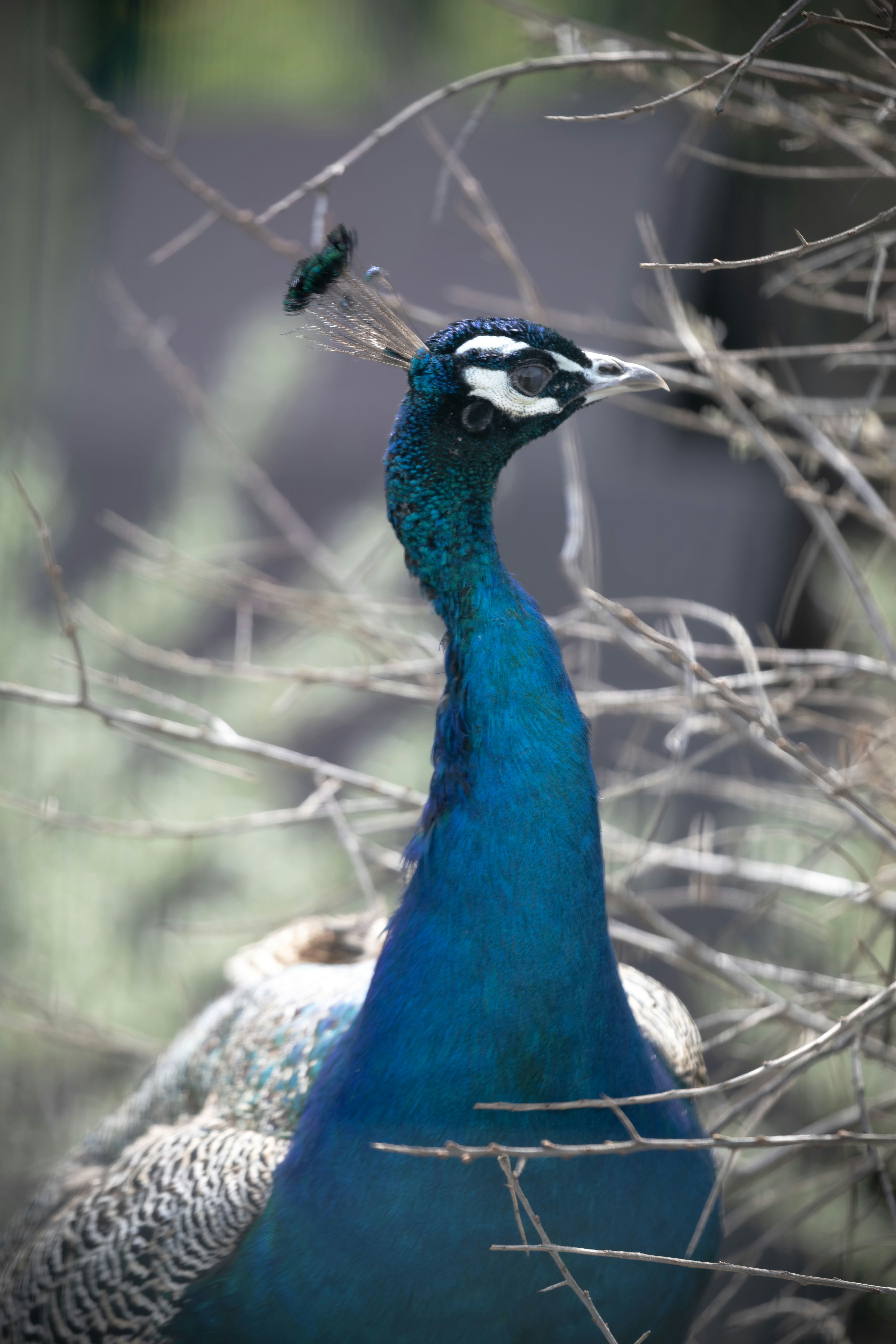 Azure Crest in a Thicket: A Peacock's Portrait
