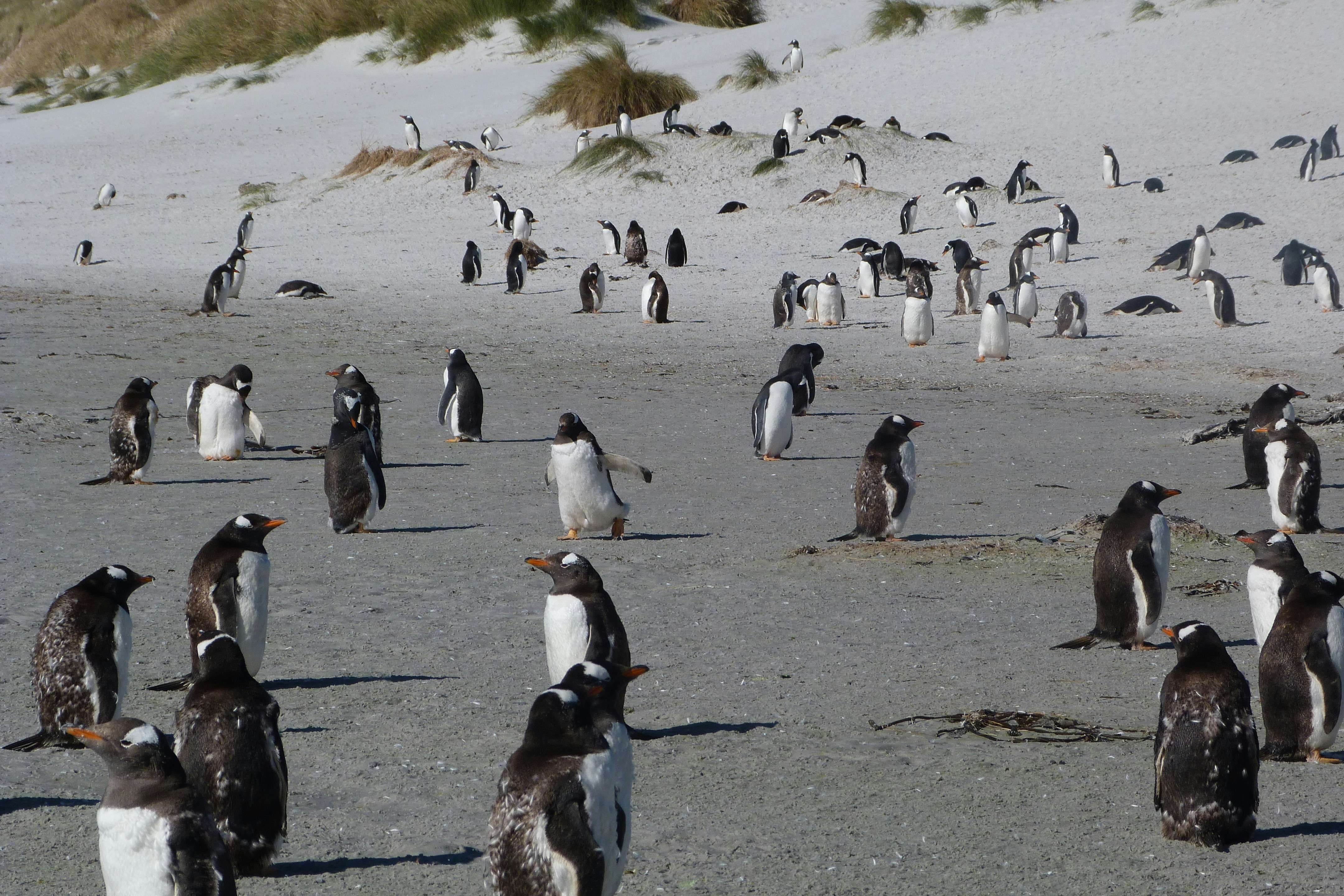 Peering Pack on the Icy Shore
