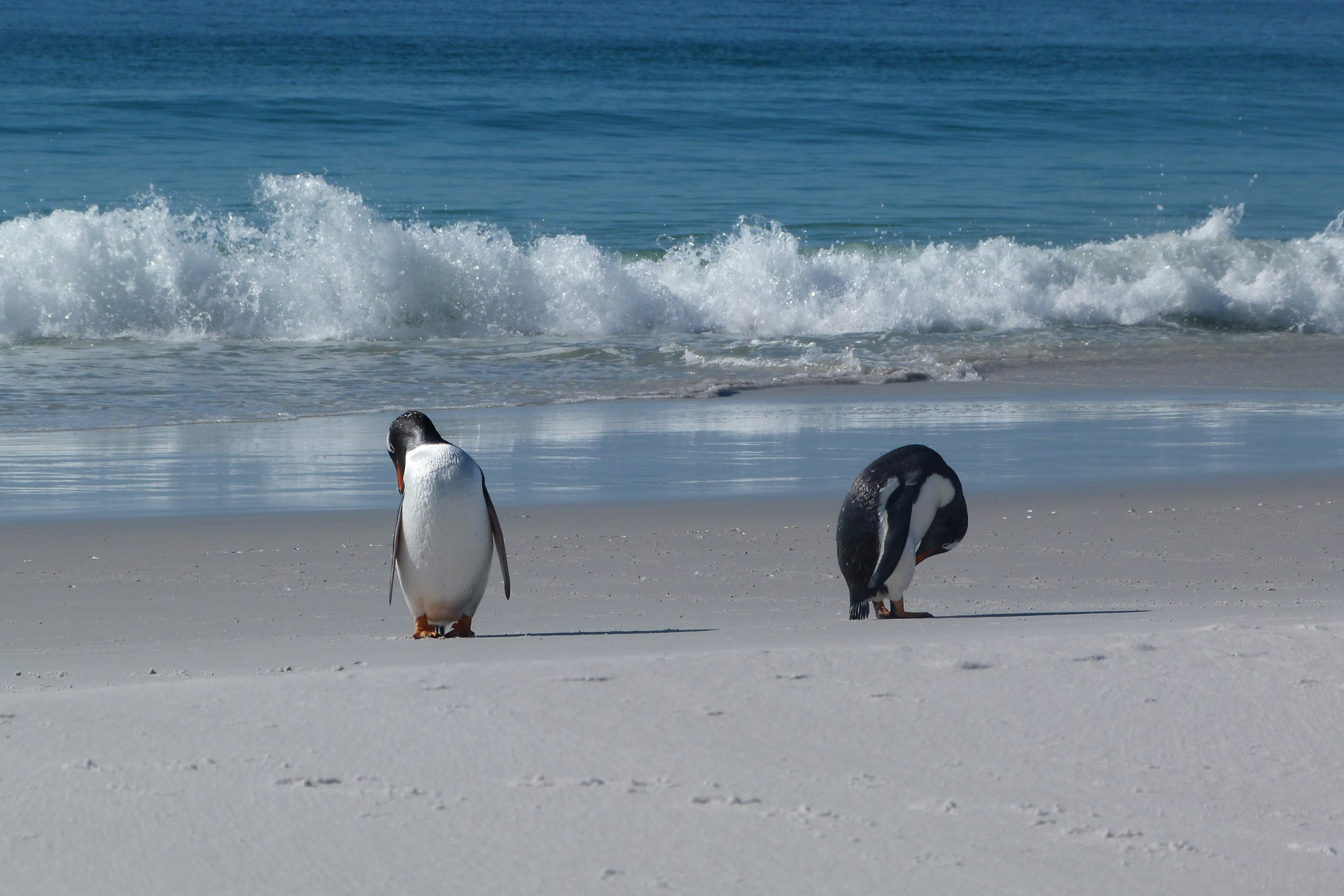 Two Penguins on a Quiet Beach