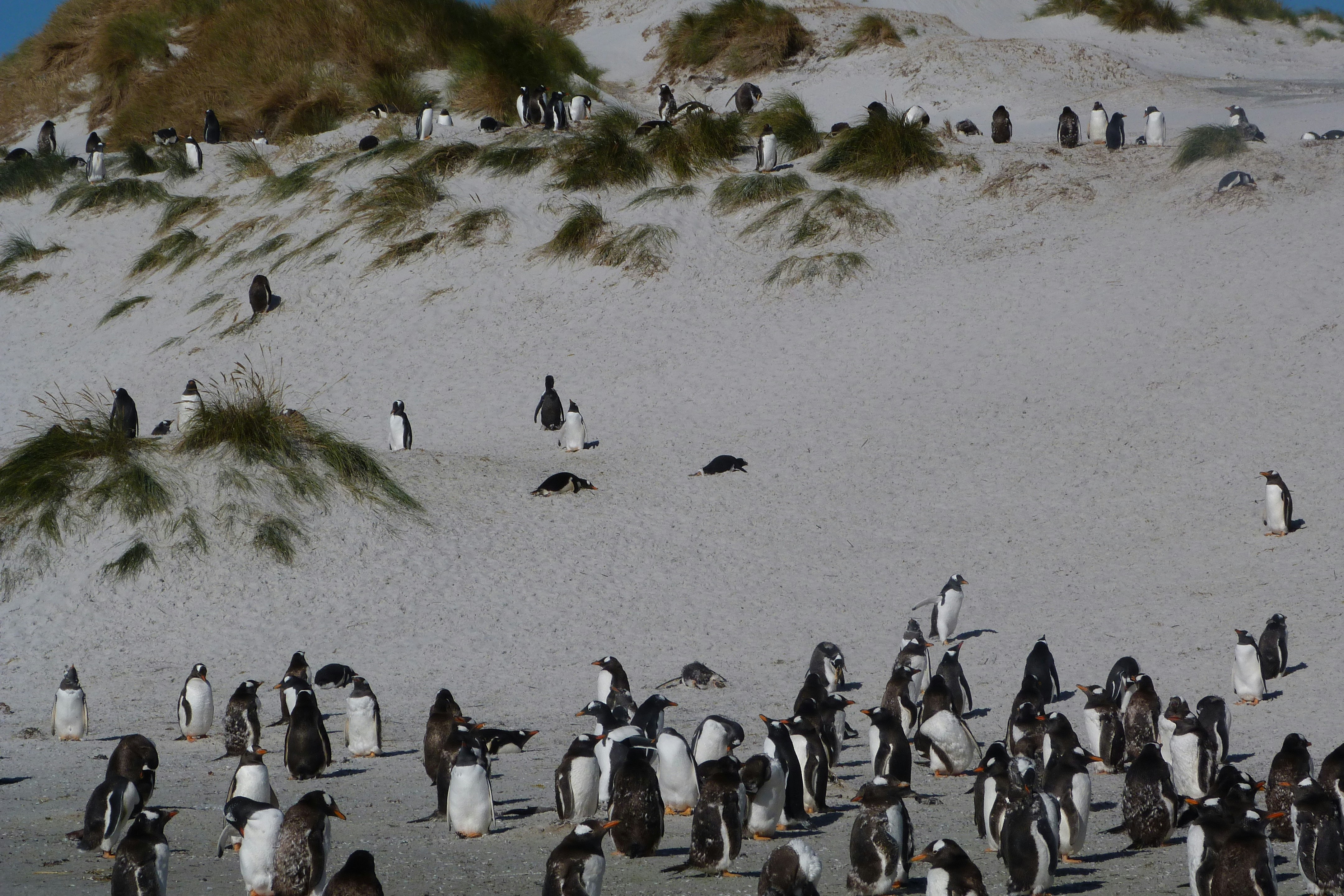 Penguin Colony at the Sand Dune Edge