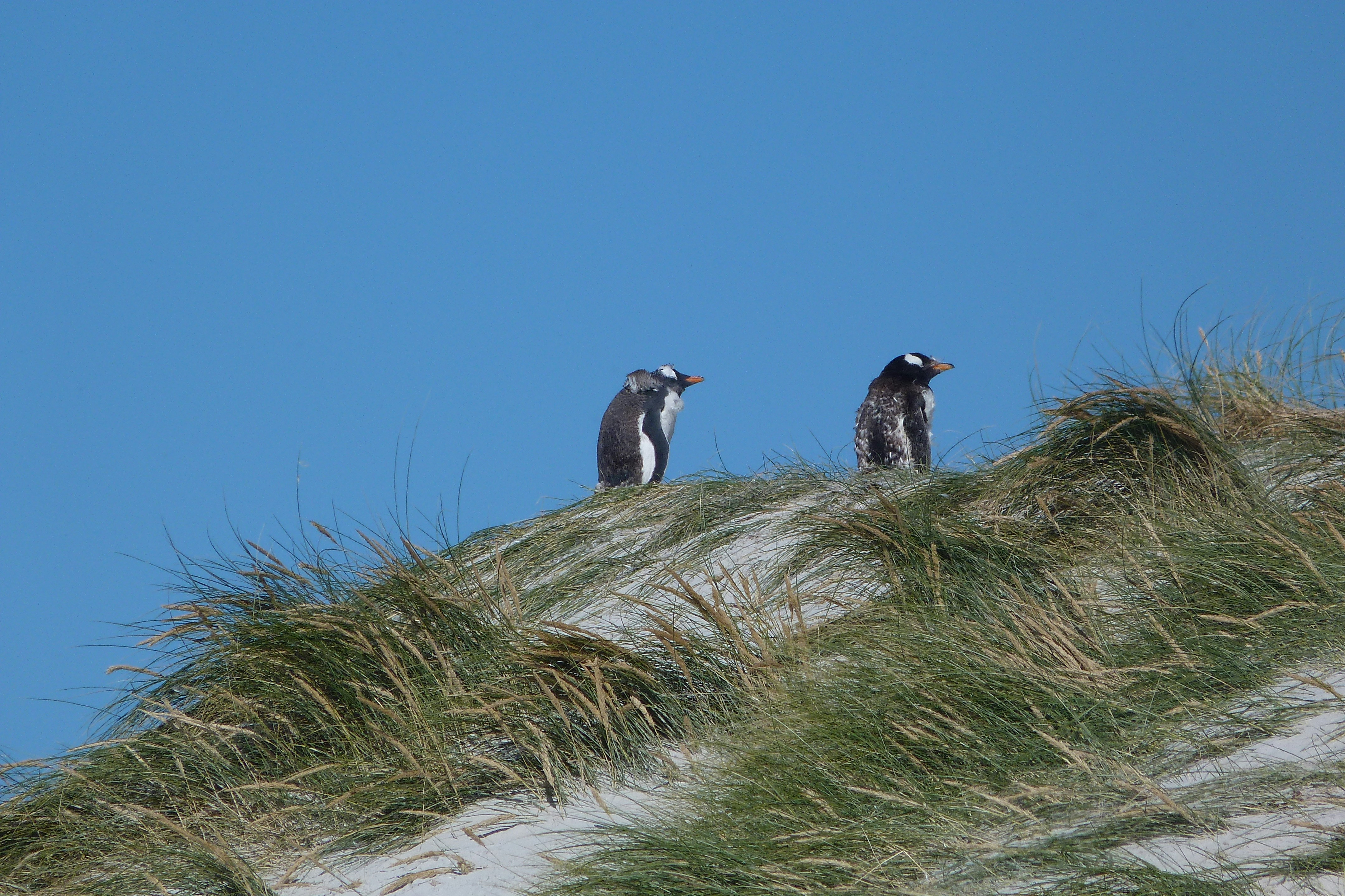Two Penguins Standing Guard on a Wind-Swept Sand Dune