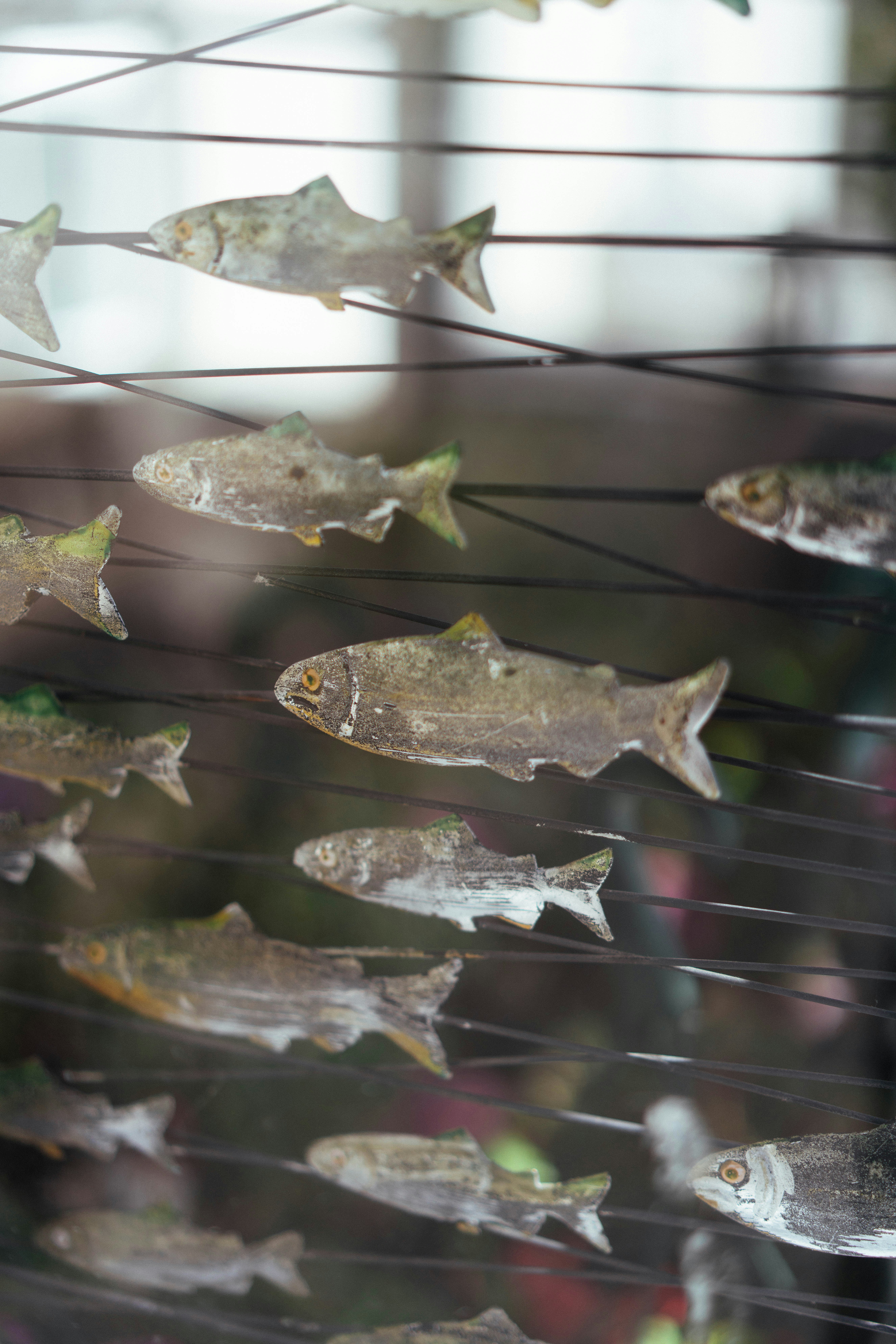 School of metal-gray fish suspended in a tank of lines