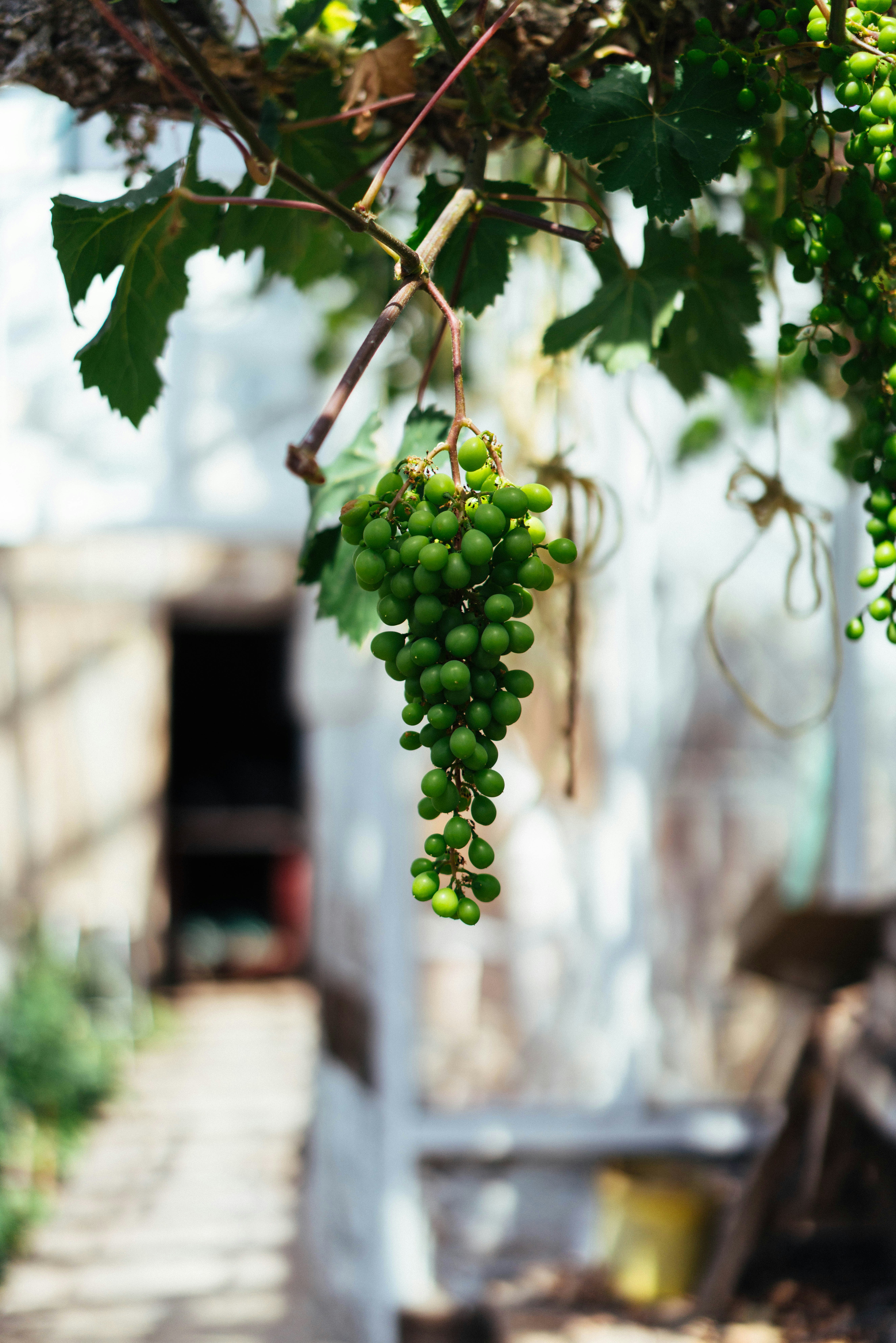 Dangling Goblets: Green Grapes in a Quiet Garden Path