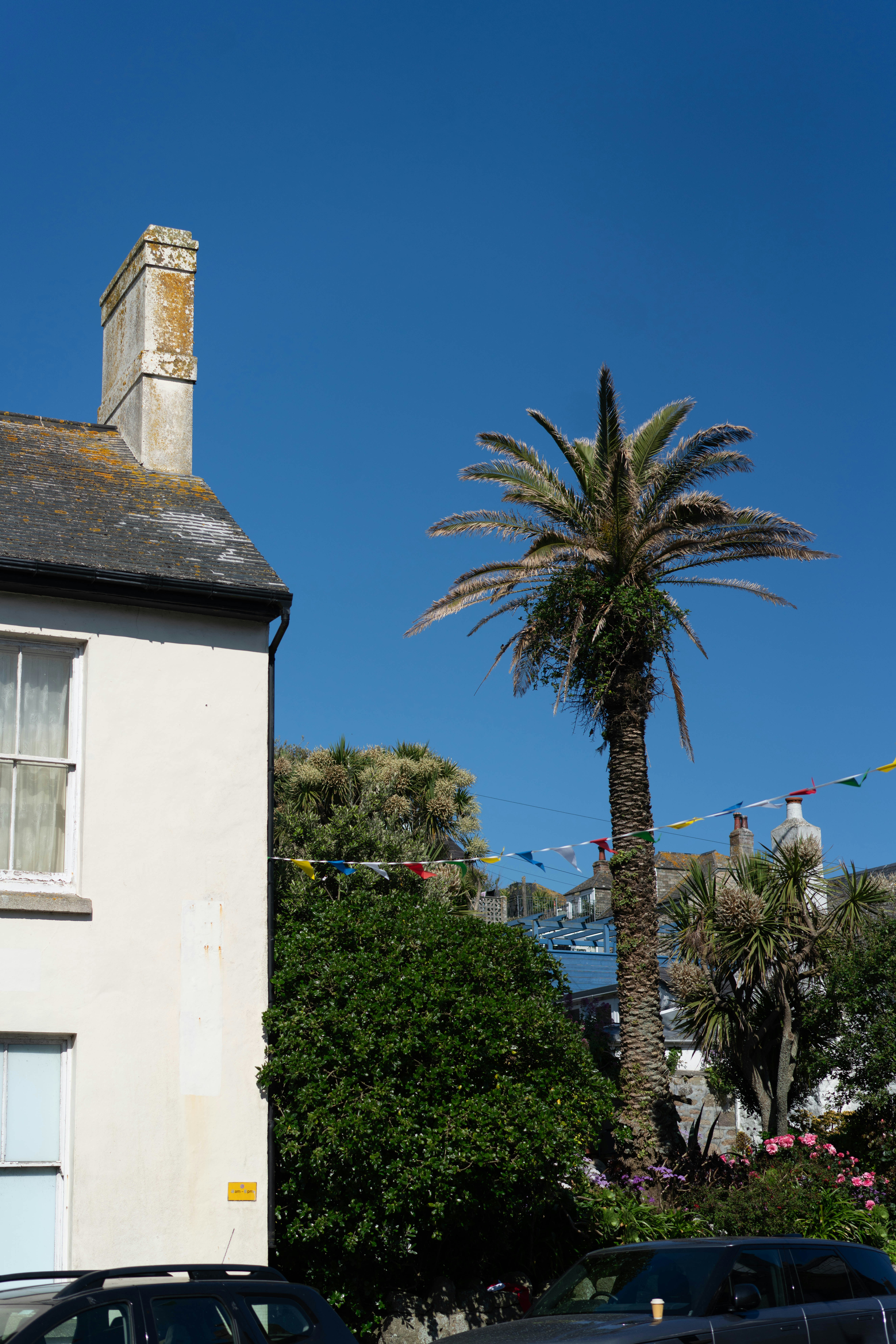 Palm against a Clear Coastal Sky
