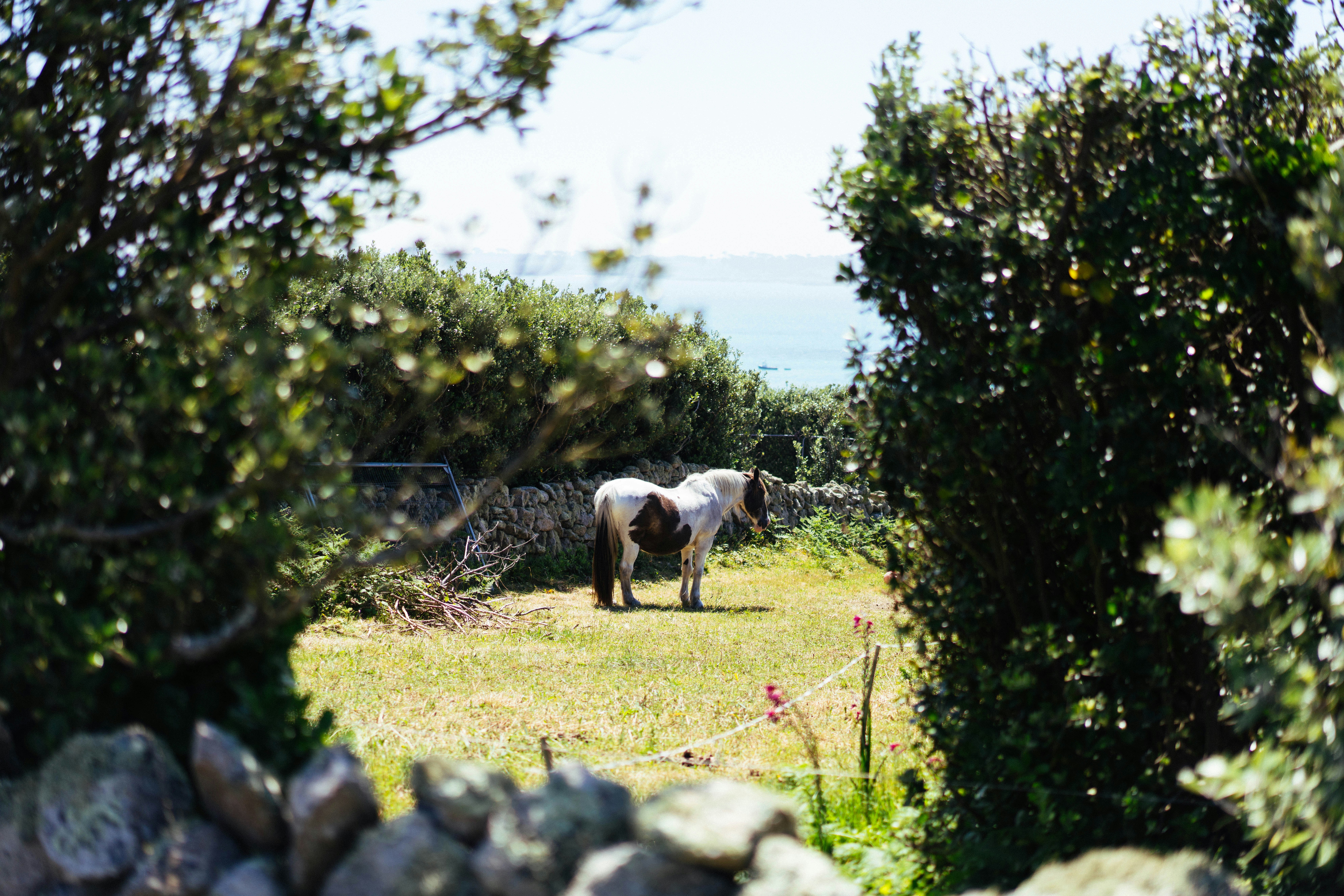 Sea-Side Pasture: White Horse in a Framed Garden Path
