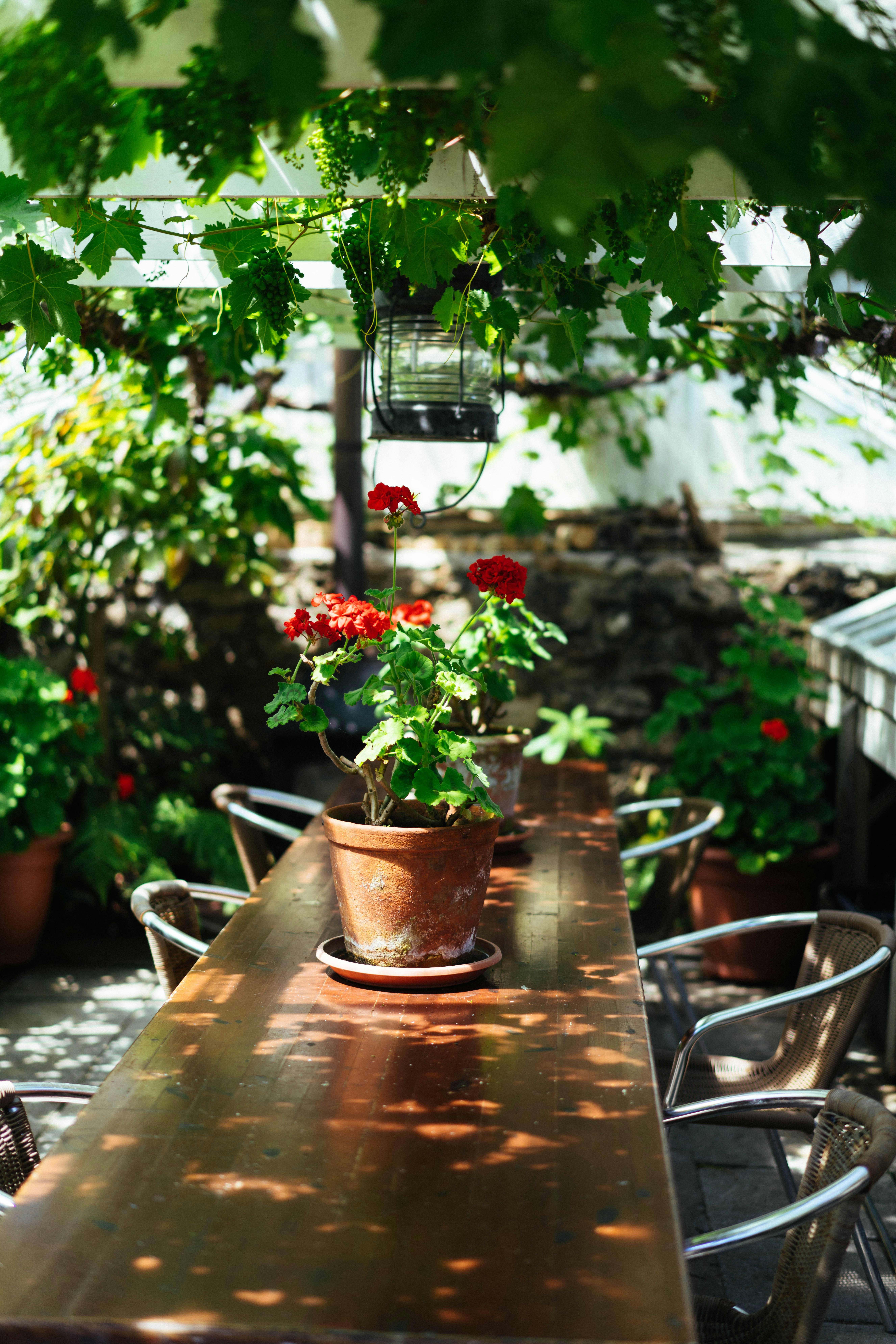 Terracotta Grace: Potted geraniums anchoring a sunlit courtyard table