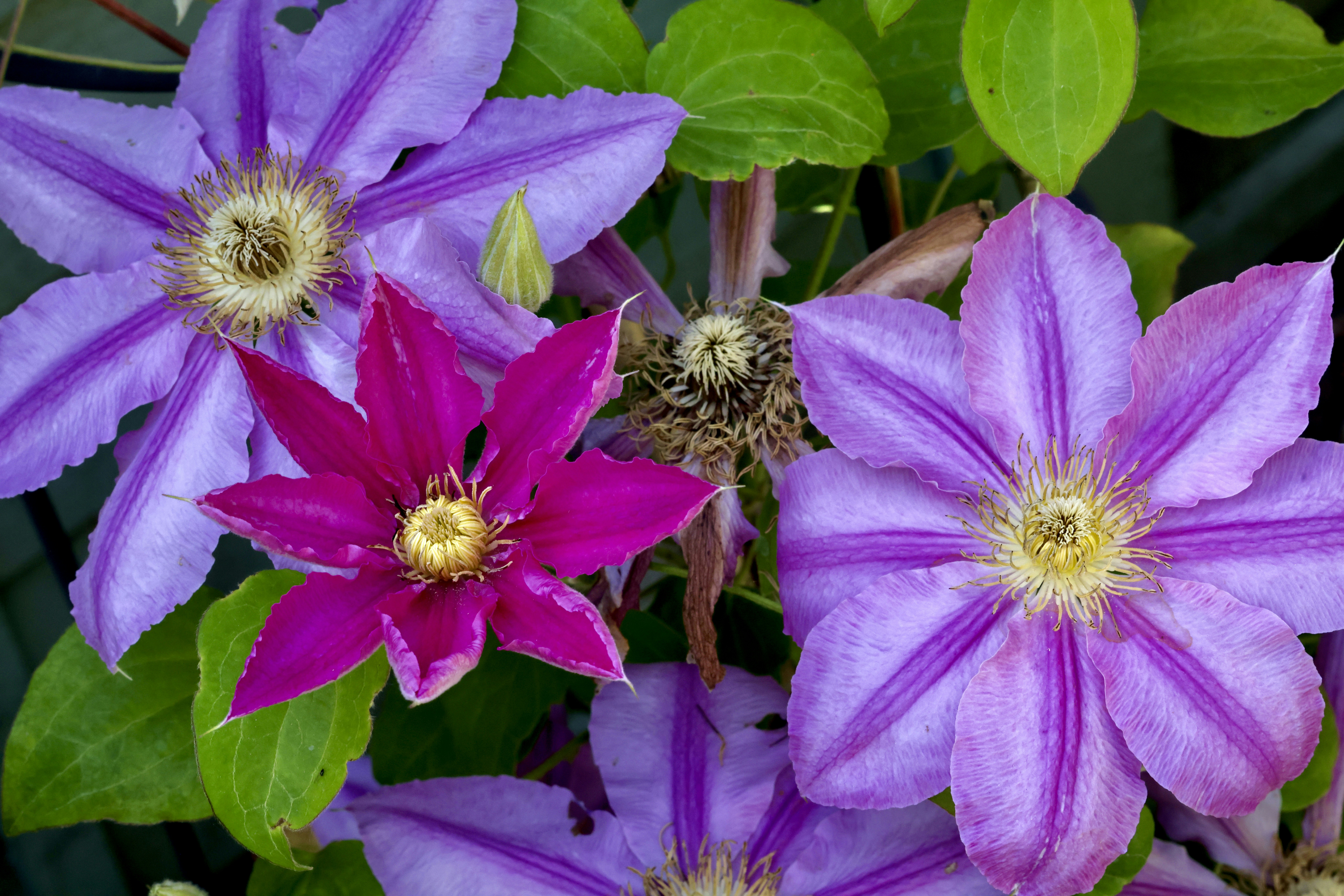 Vibrant Floral Trio: Purple Clematis Fragments