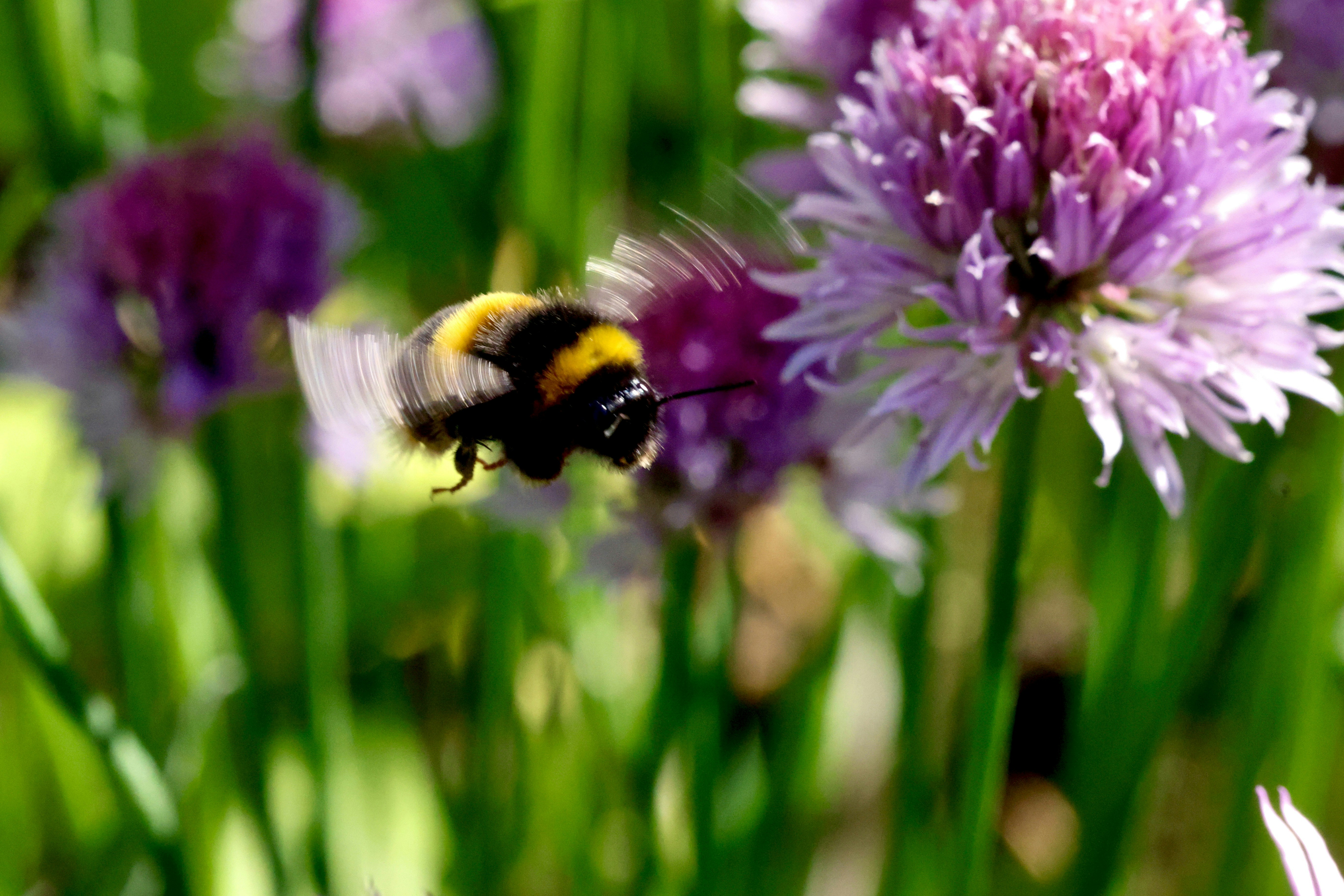Buzzing in Color: A Bee Dives Toward a Purple Globe