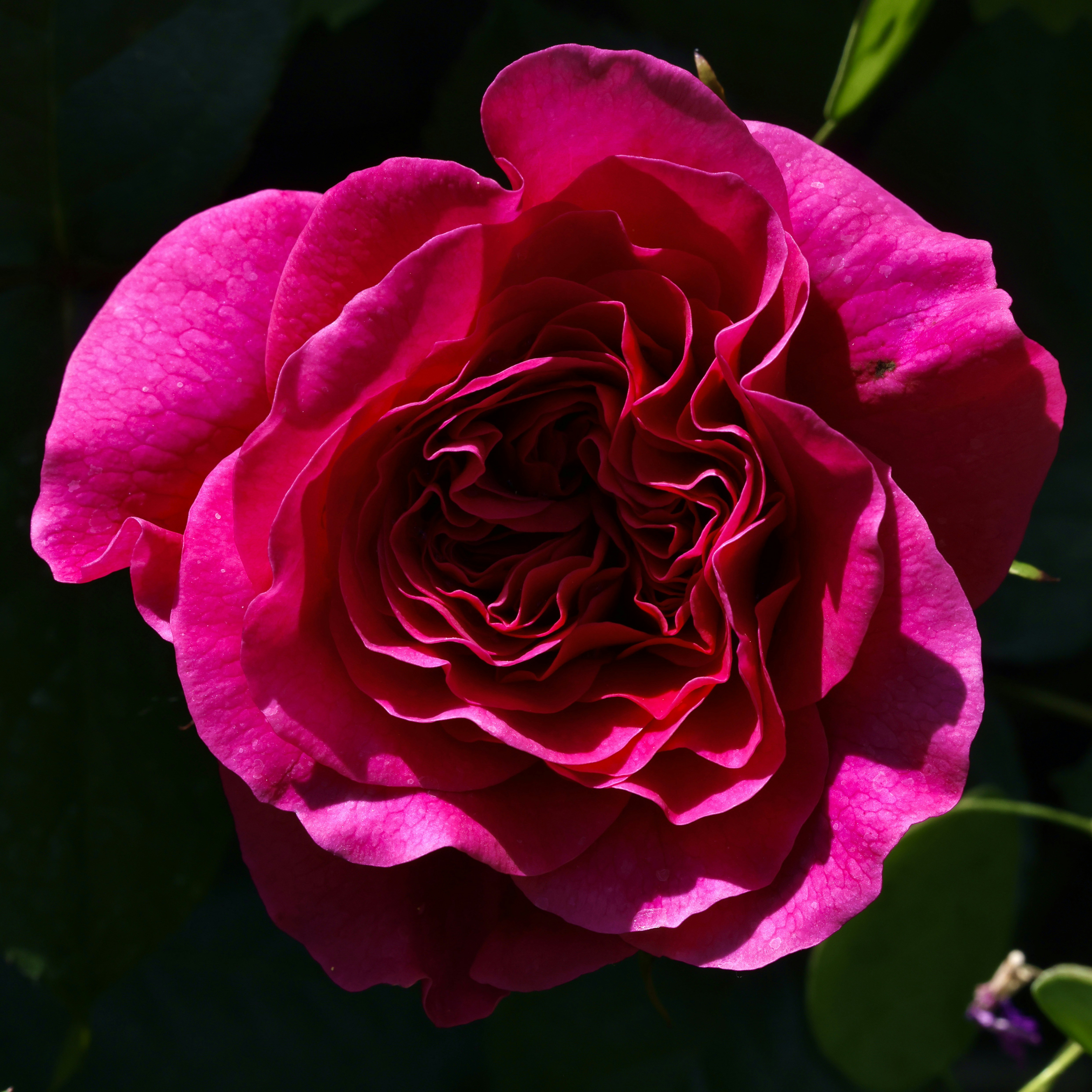 Crimson Rosette: A Velvet Rose in Full Bloom