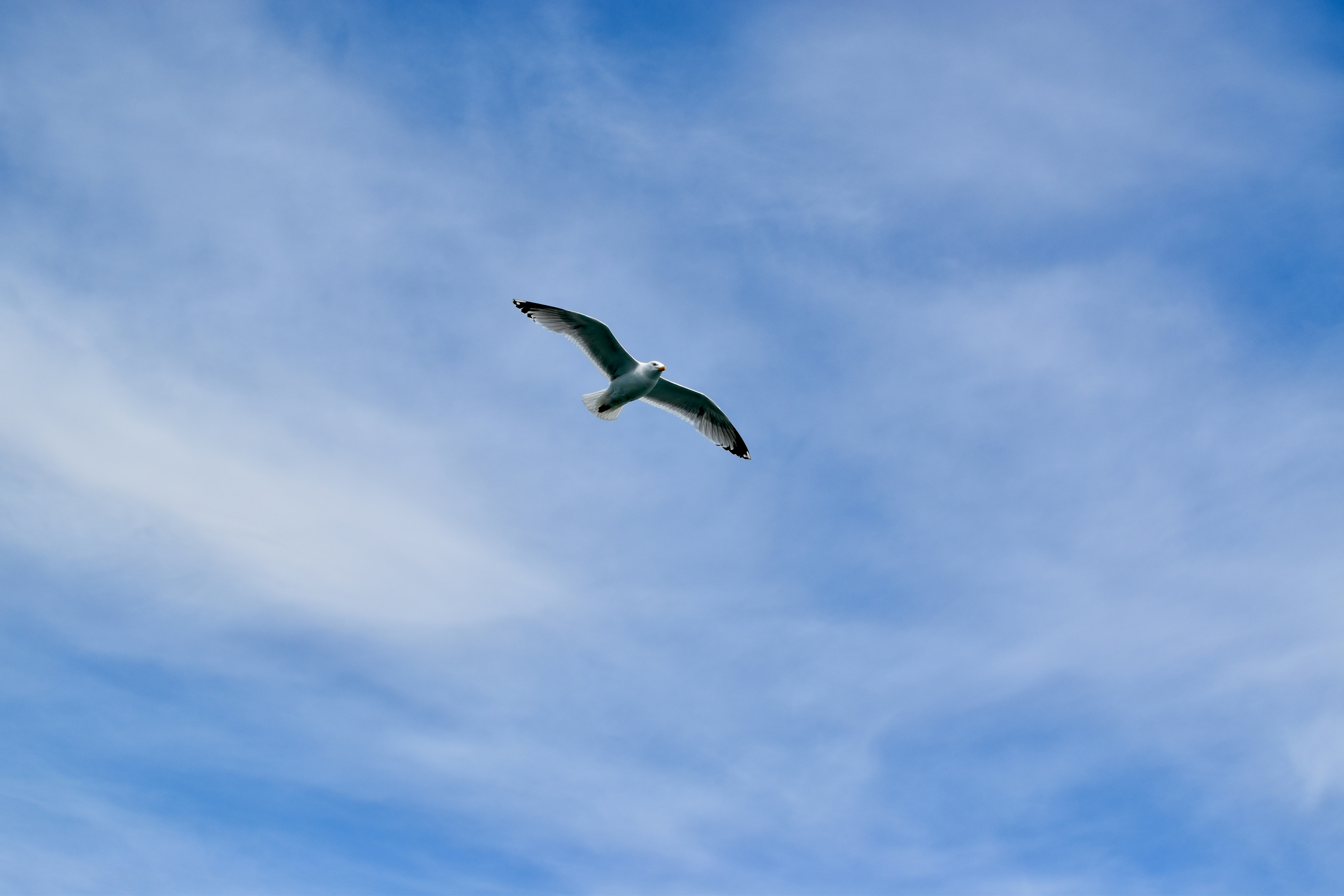 Soaring Gull Above a Cerulean Sky