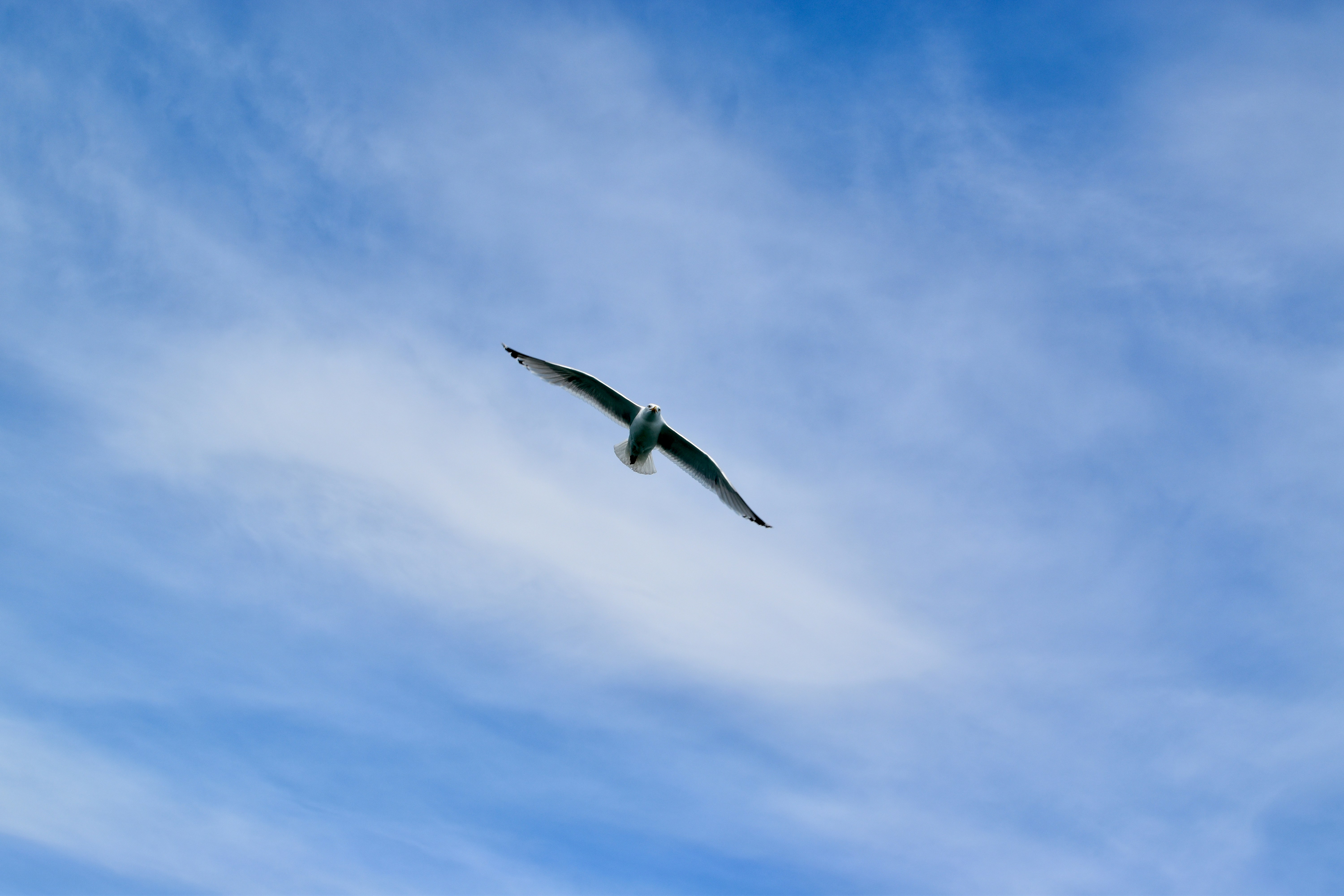 Midflight Silence: A Seagull Across a Wide Sky